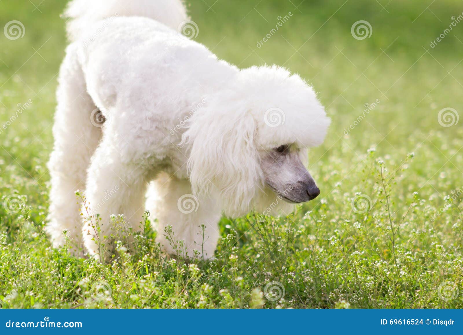 White Poodle Dog on Green Grass Field Stock Photo - Image of frizzle ...