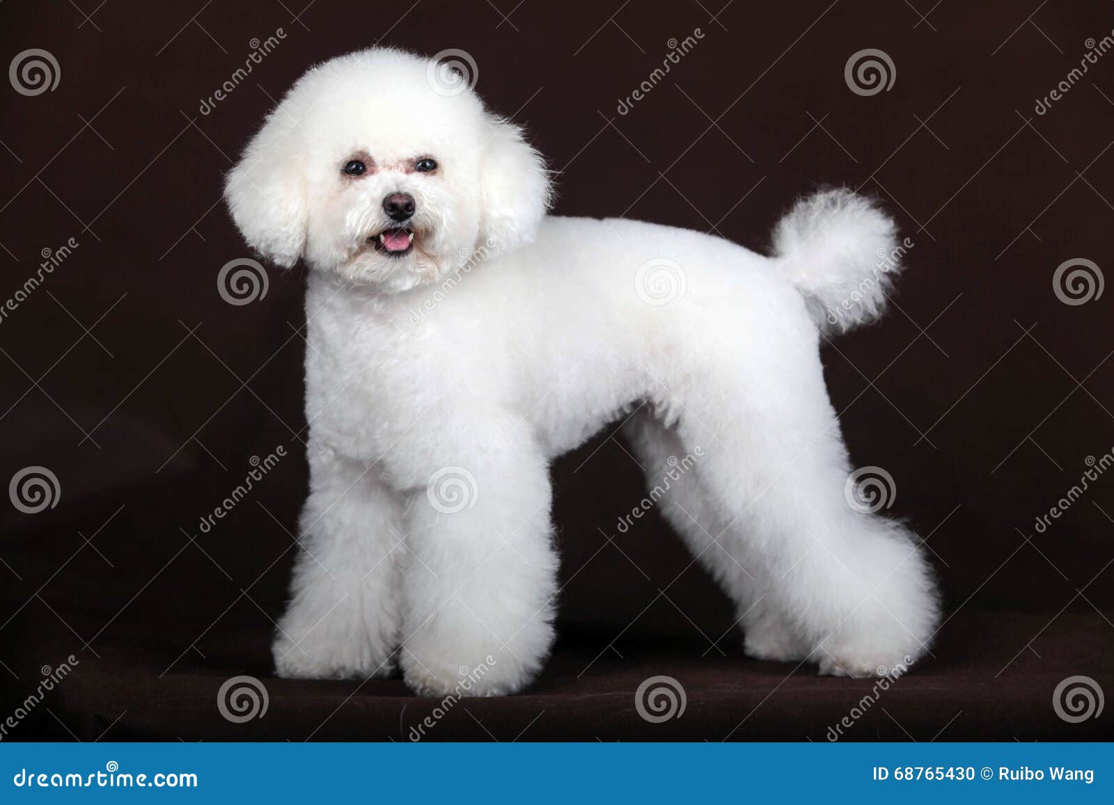 White poodle dog stock photo. Image of lovely, breed - 68765430