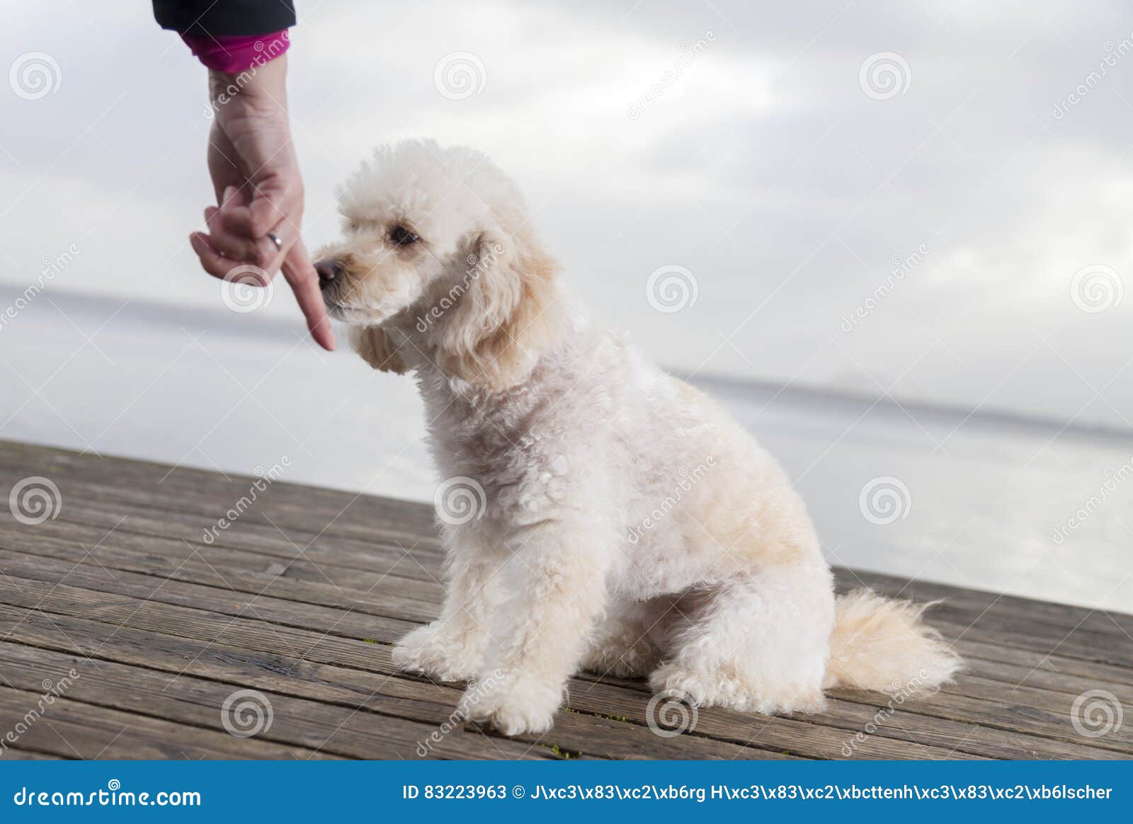 A Sad Mongrel Dog Sits In Nature On The Background Of Trees And Grass ...