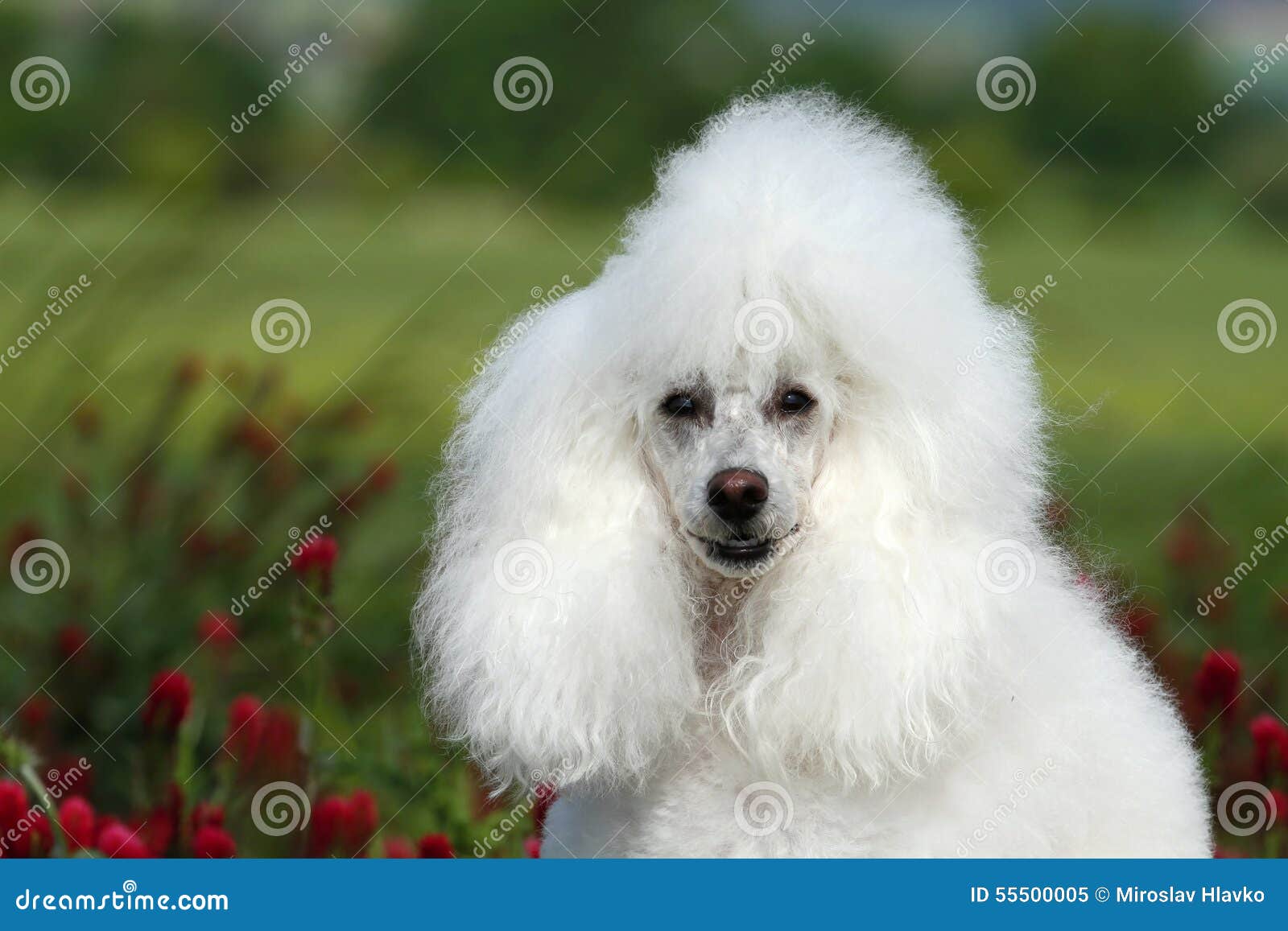 White poodle portrait stock image. Image of cultivated - 55500005