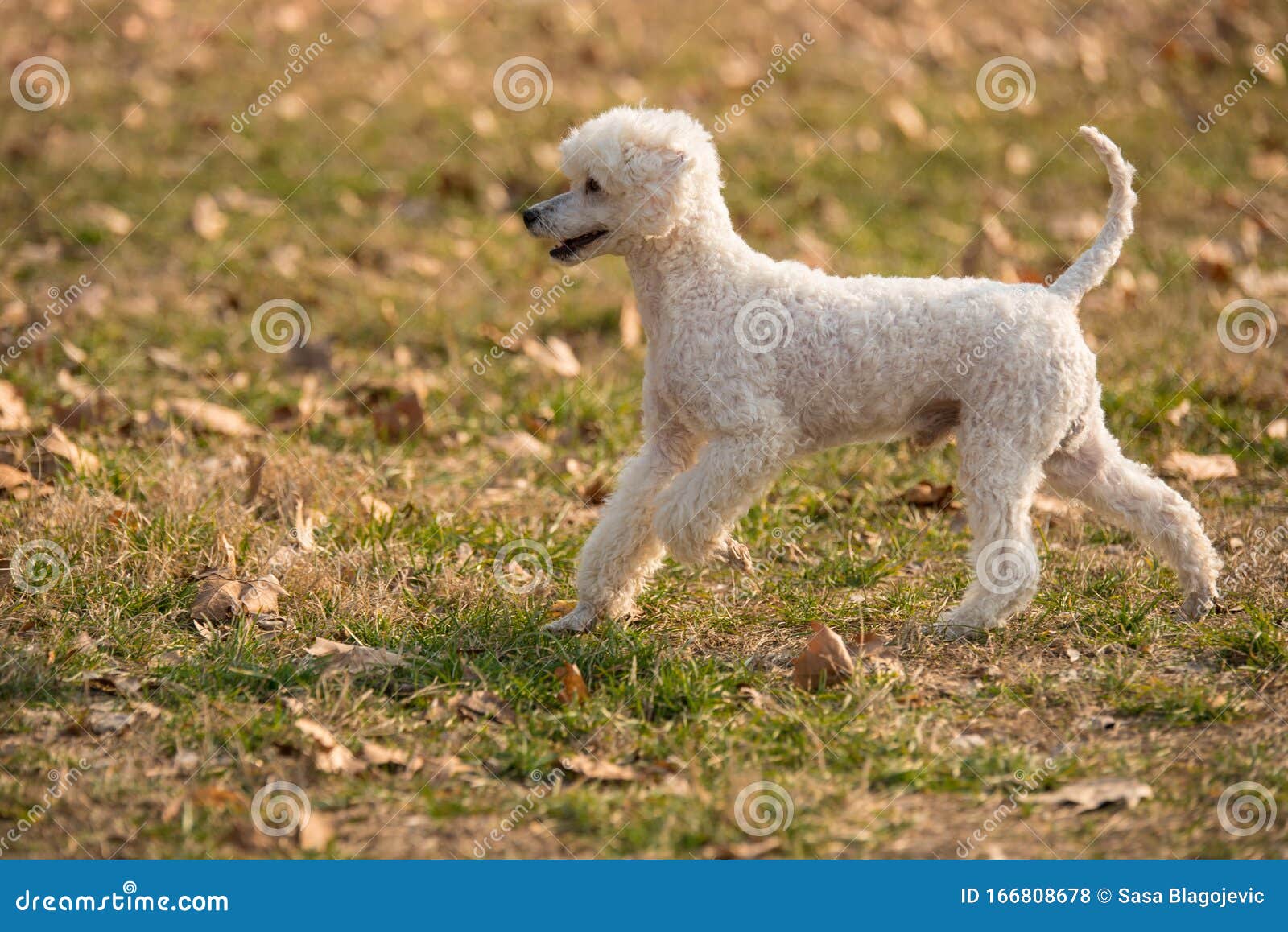 White poodle stock photo. Image of cute, domestic, curly - 166808678
