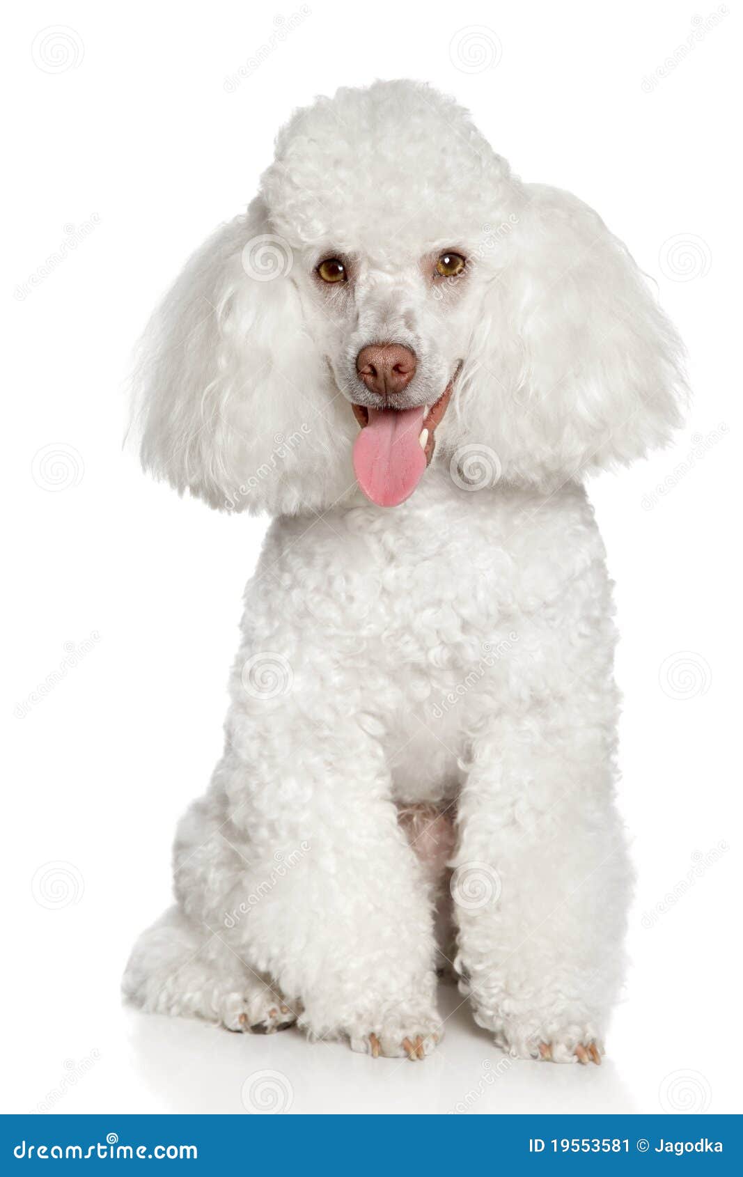 White Poodle Puppy. Isolated on a White Background Stock Image - Image ...