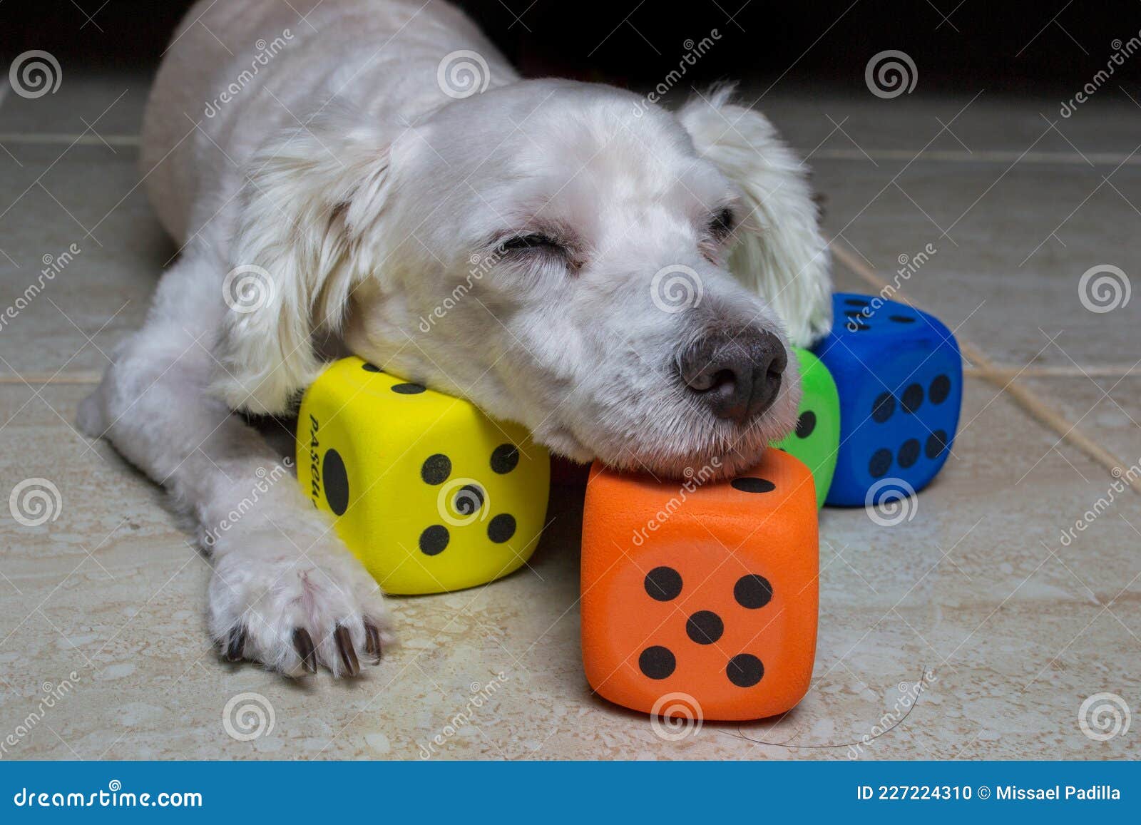 White Poodle Puppy Playing with Colored Dice Stock Photo - Image of ...