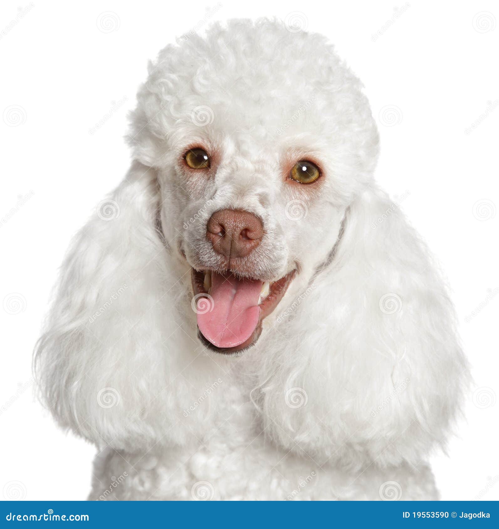 White poodle puppy smiles stock photo. Image of funny - 19553590