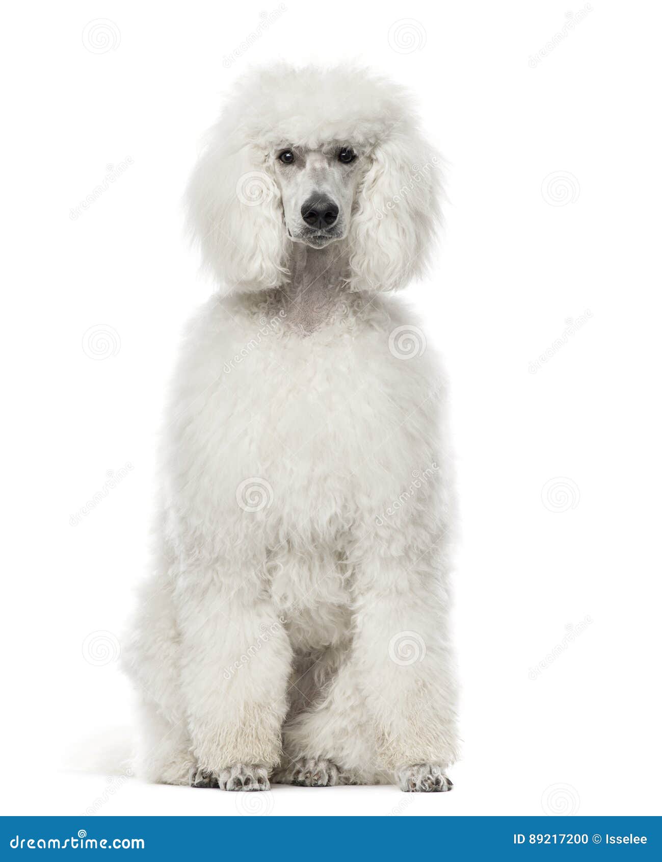 White Poodle Sitting, 9 Months Old , Isolated Stock Photo - Image of ...
