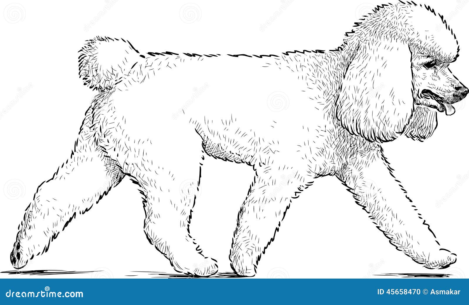 White Poodle Stock Vector - Image: 45658470