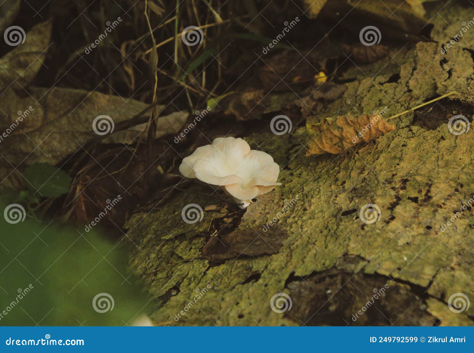 White Pop Fungus (Ganoderma Lucidum) Stock Image - Image of green ...