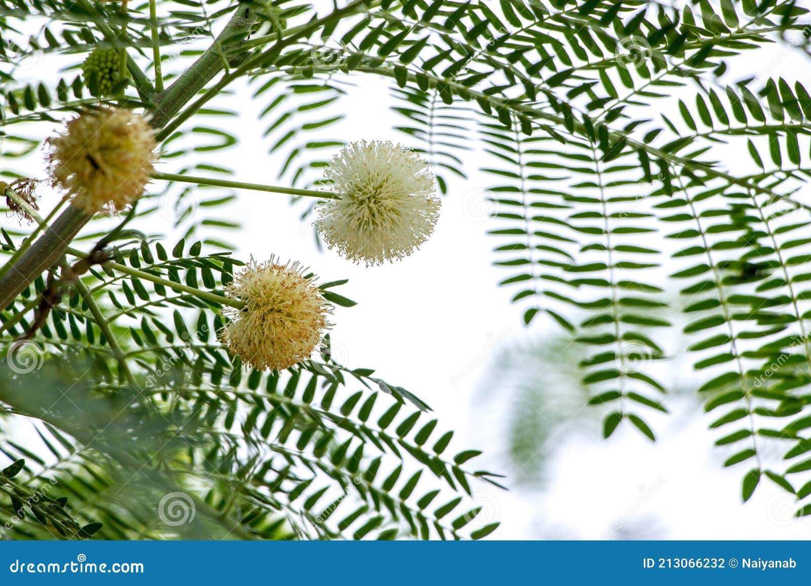 White Popinac or Leucaena Leucocephala Stock Photo - Image of leaf ...