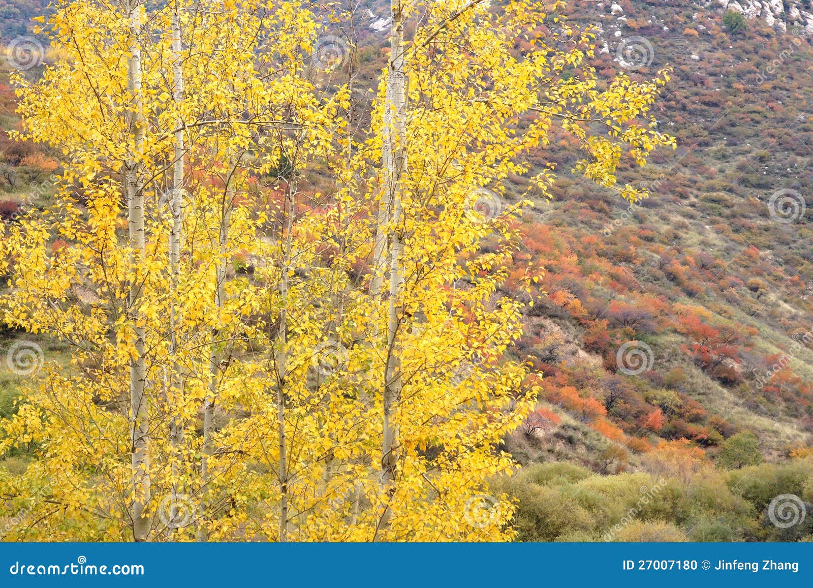 White poplar stock photo. Image of white, mountain, scenery - 27007180