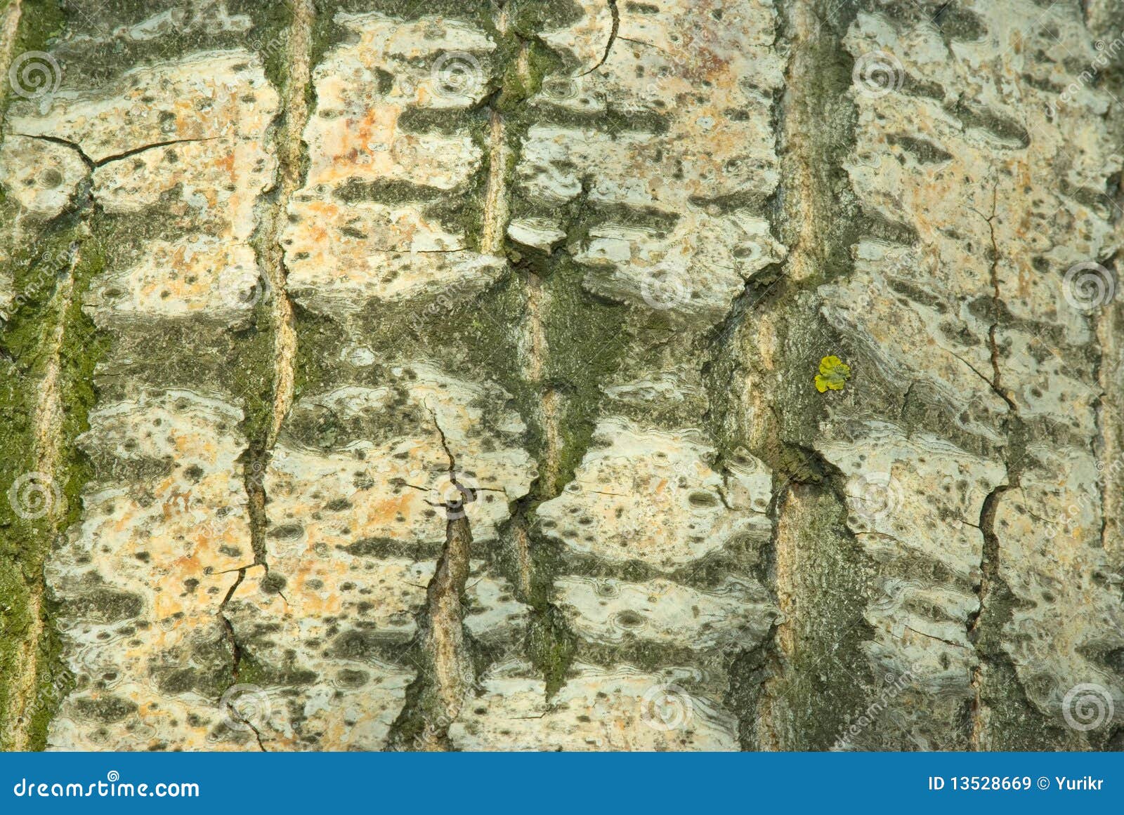 White poplar bark stock image. Image of paper, tree, poplar - 13528669