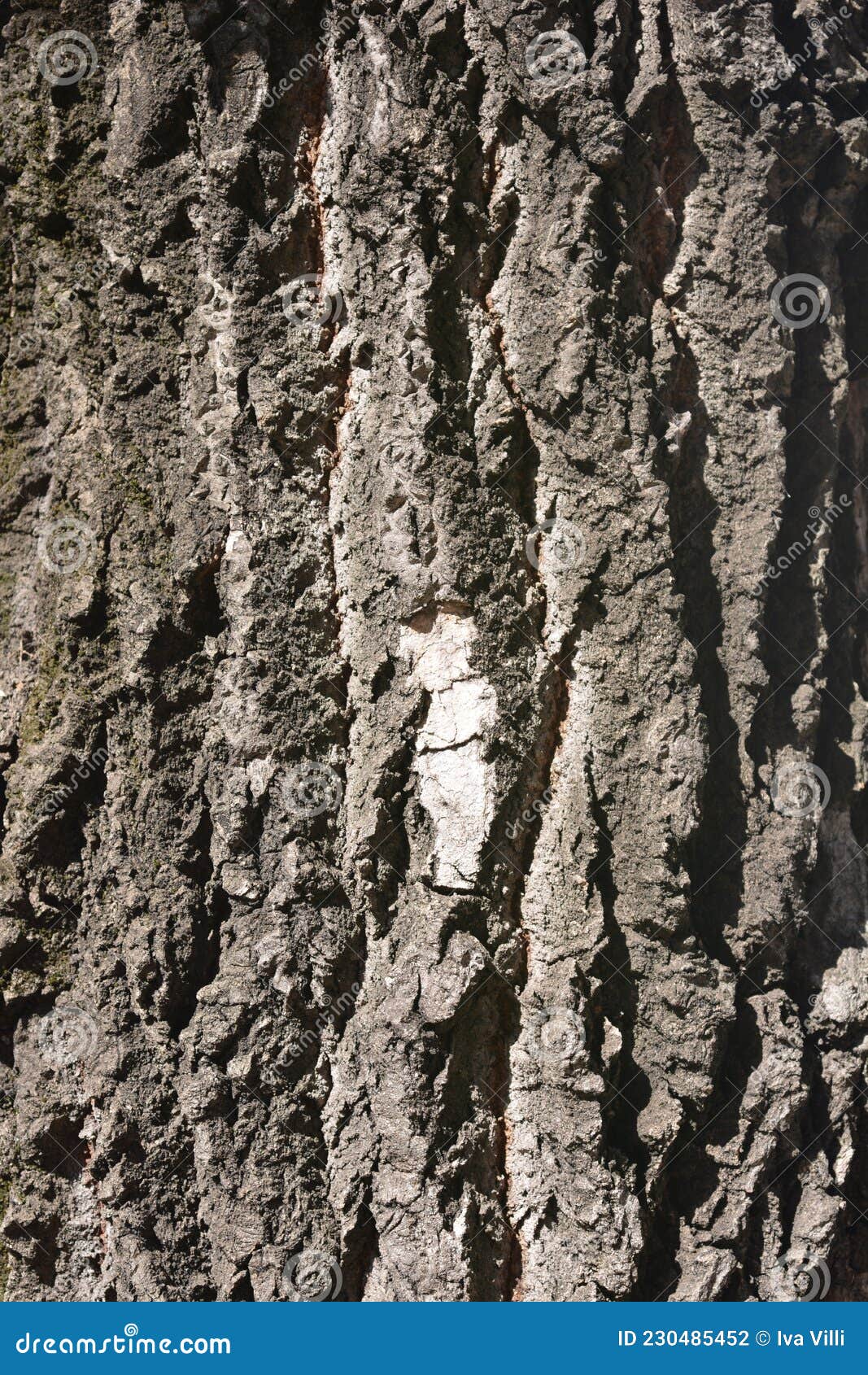 White poplar bark stock photo. Image of populus, detail - 230485452