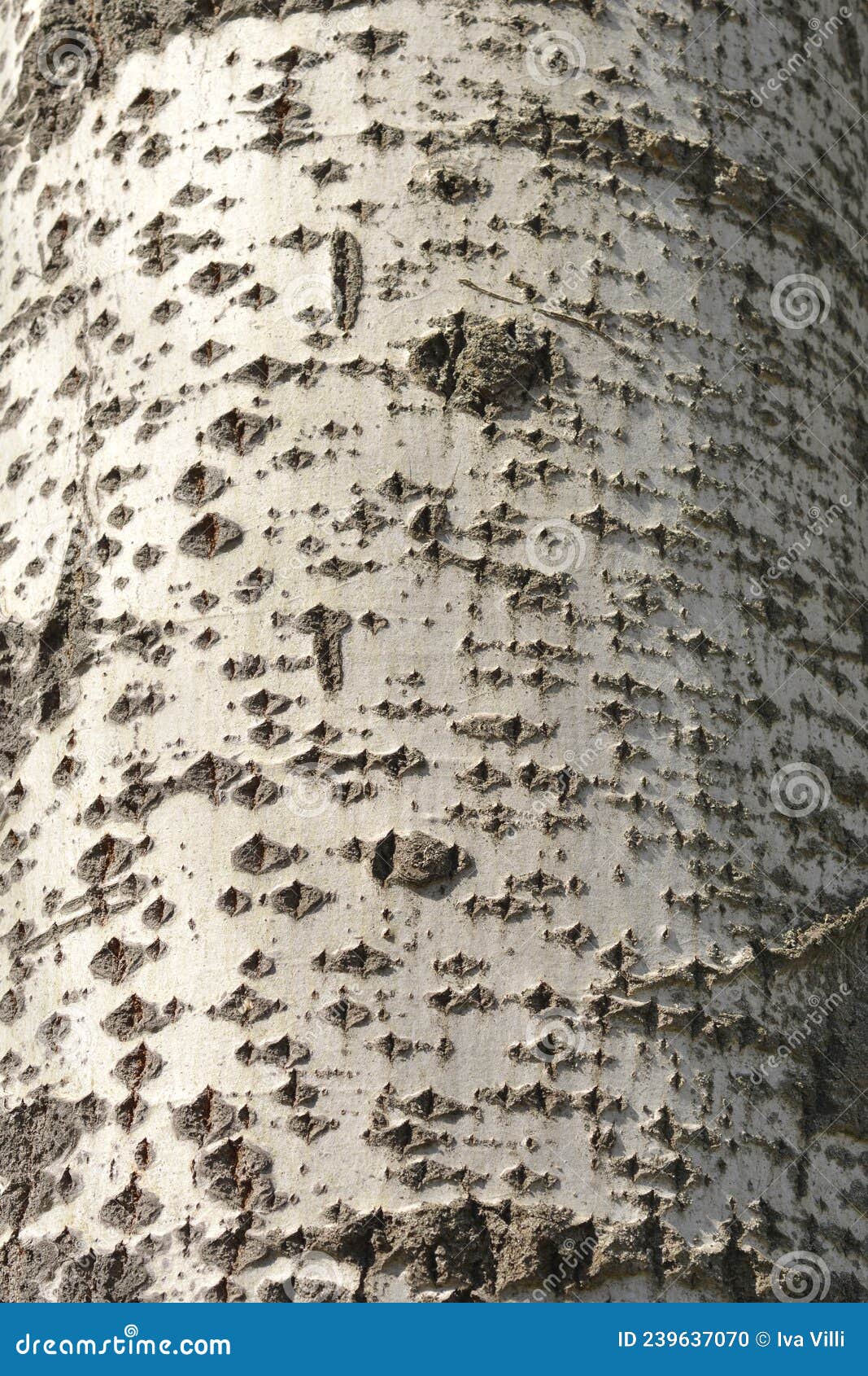 White poplar bark stock photo. Image of trunk, poplar - 239637070