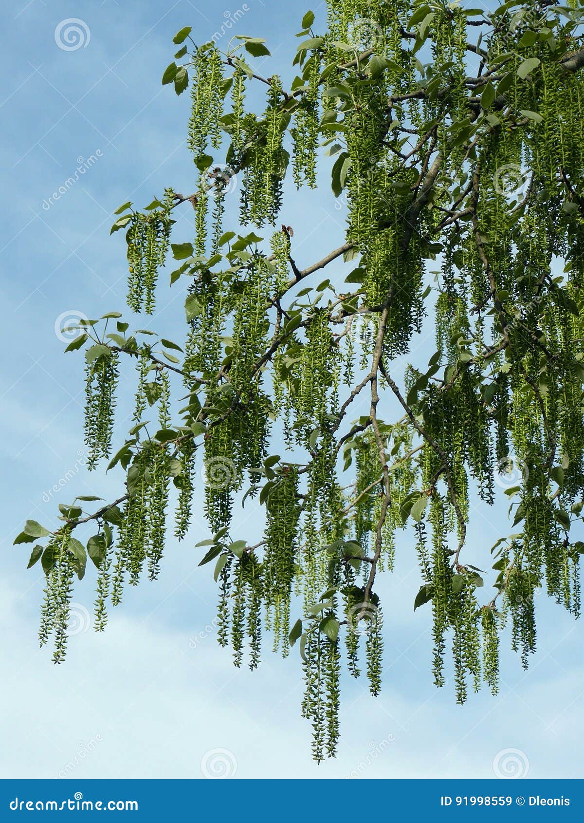 White Poplar. Deciduous Tree Of The Family Salicaceae Royalty-Free ...