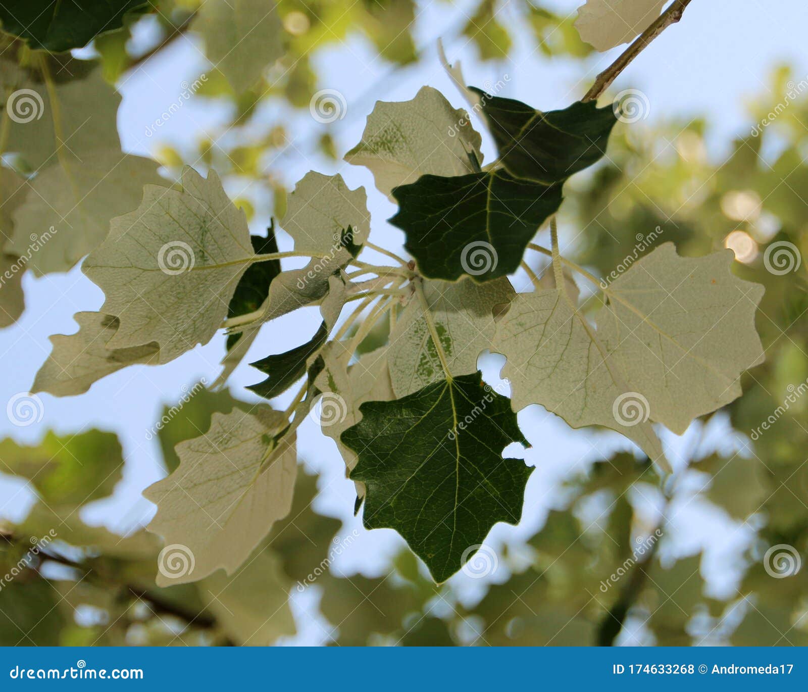 White Poplar Branch with Leaves Stock Photo - Image of tree, poplar ...