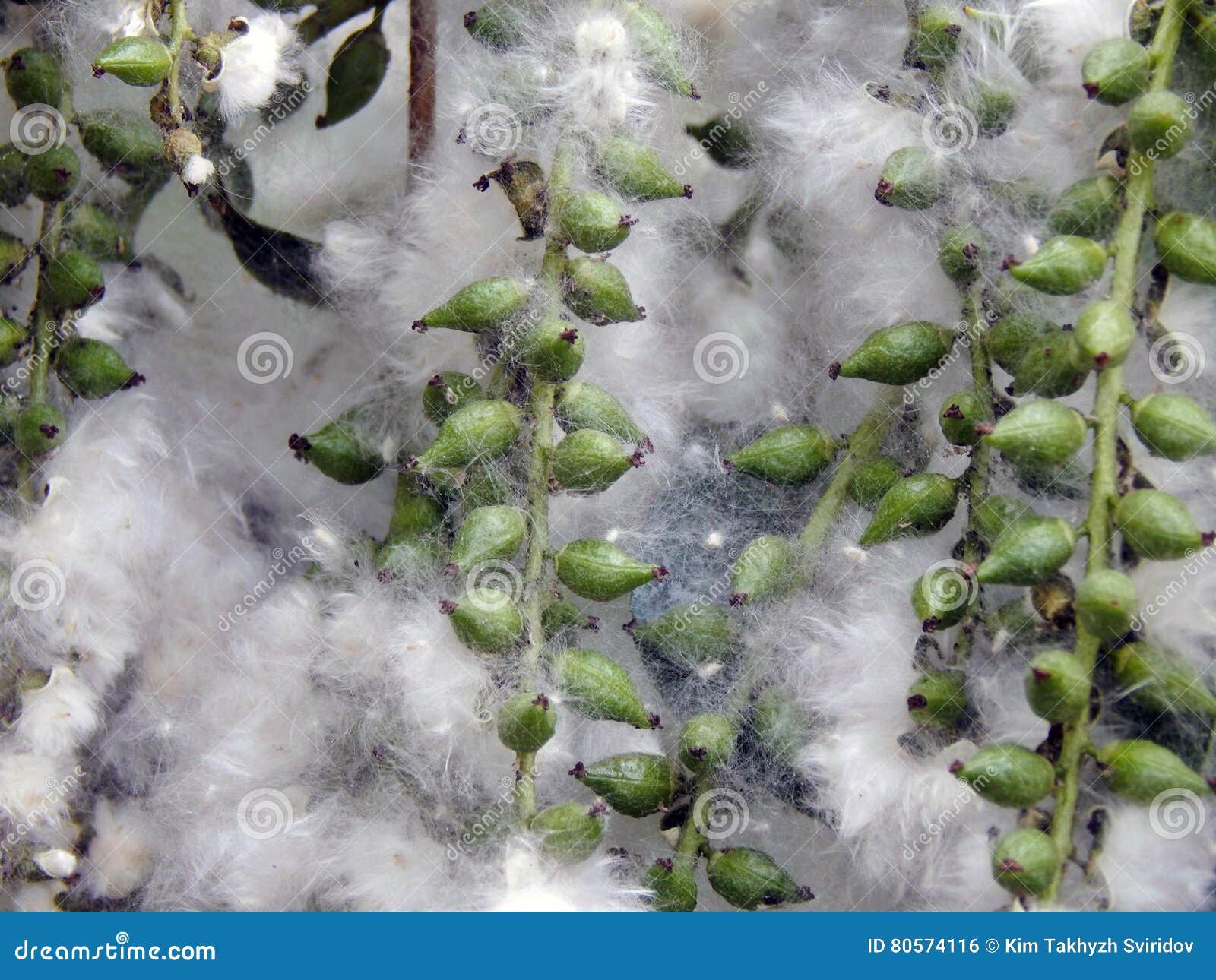 White Poplar Fluff in Bloom Stock Photo - Image of blossom, high: 80574116
