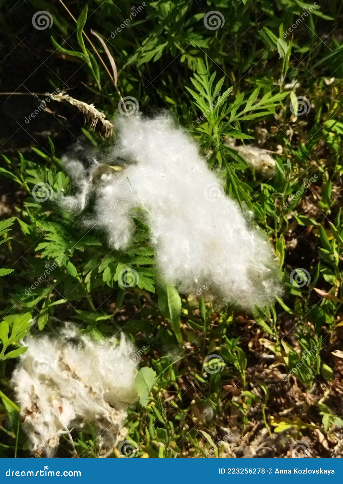A white poplar fluff stock photo. Image of herb, poplar - 223256278