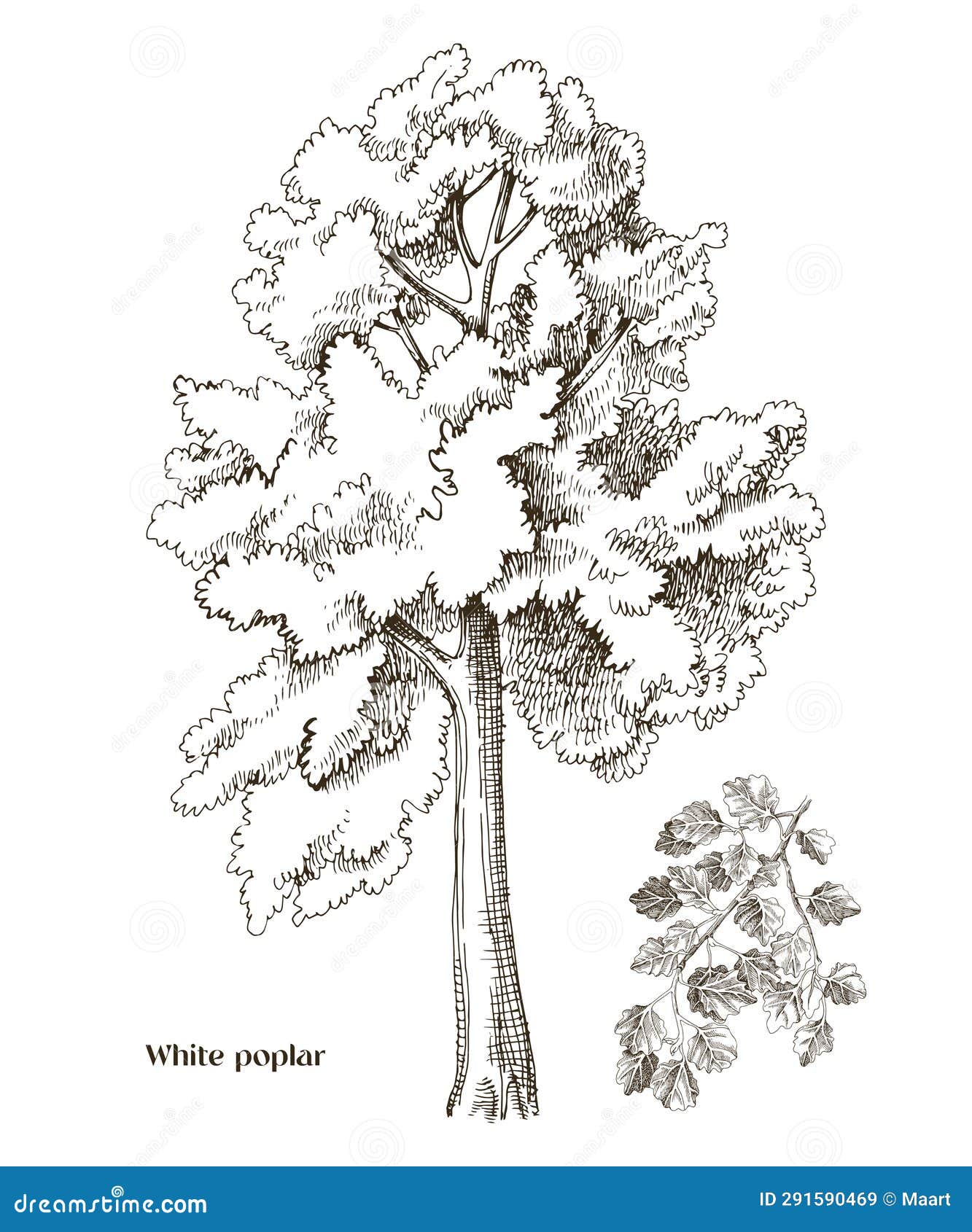White Poplar Tree and Poplar Branch Vector Stock Illustration ...