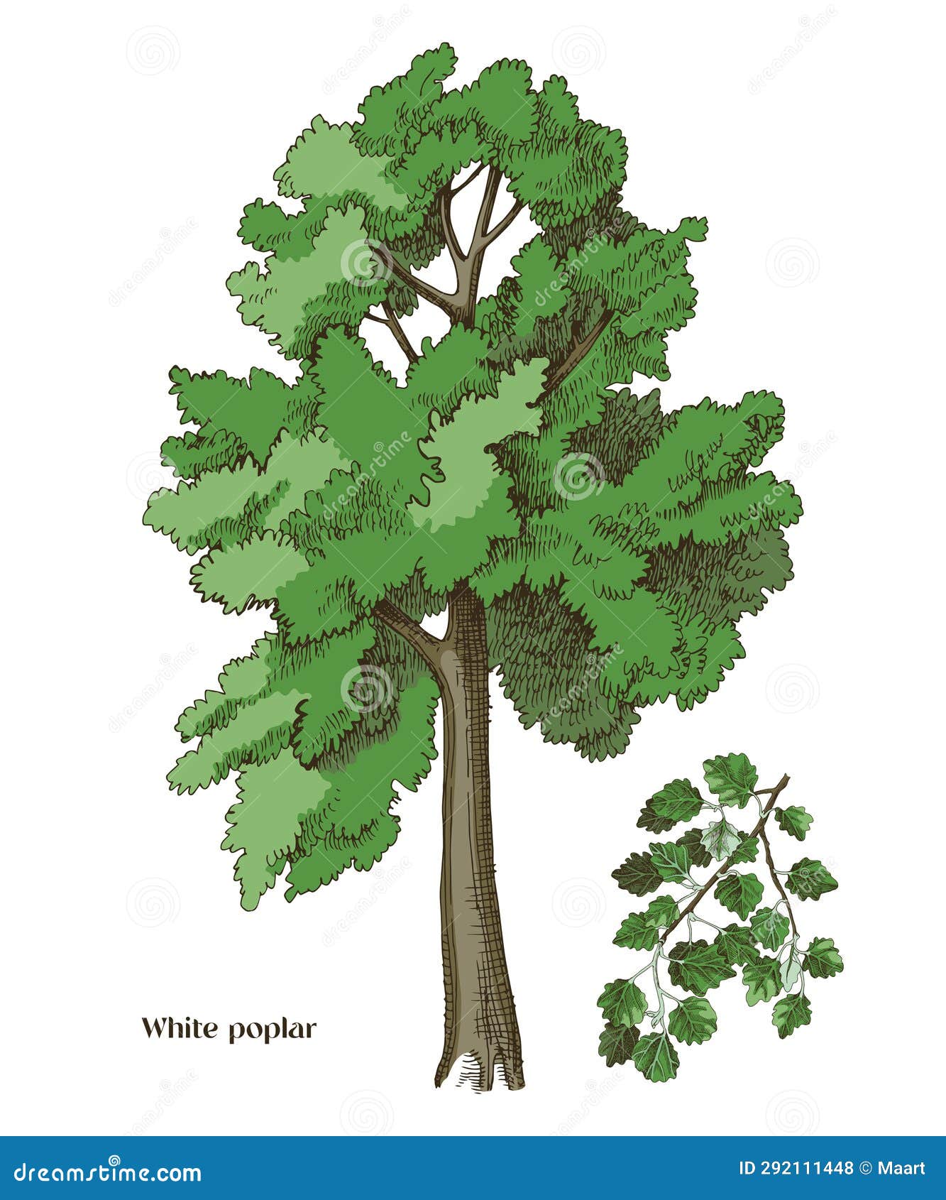 White Poplar Or Populus Alba, Vintage Engraving Cartoon Vector ...