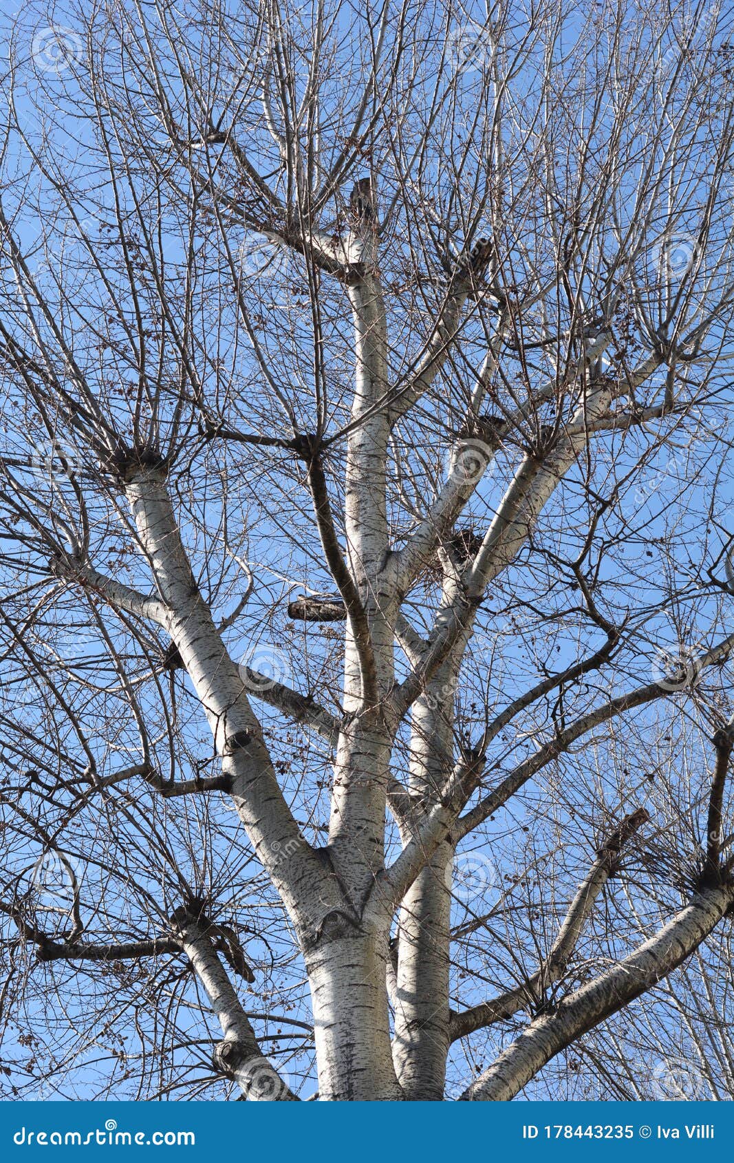 White poplar stock image. Image of branch, silverleaved - 178443235