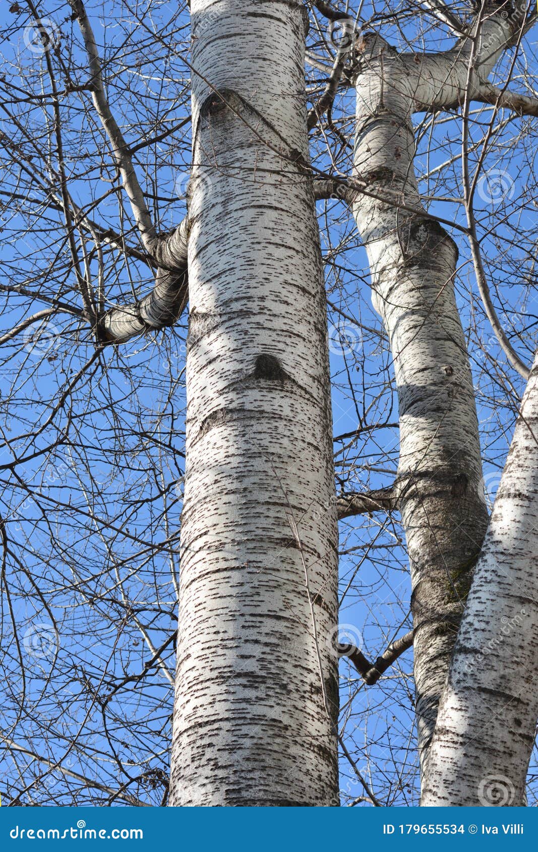 White poplar stock photo. Image of branch, detail, silverleaf - 179655534