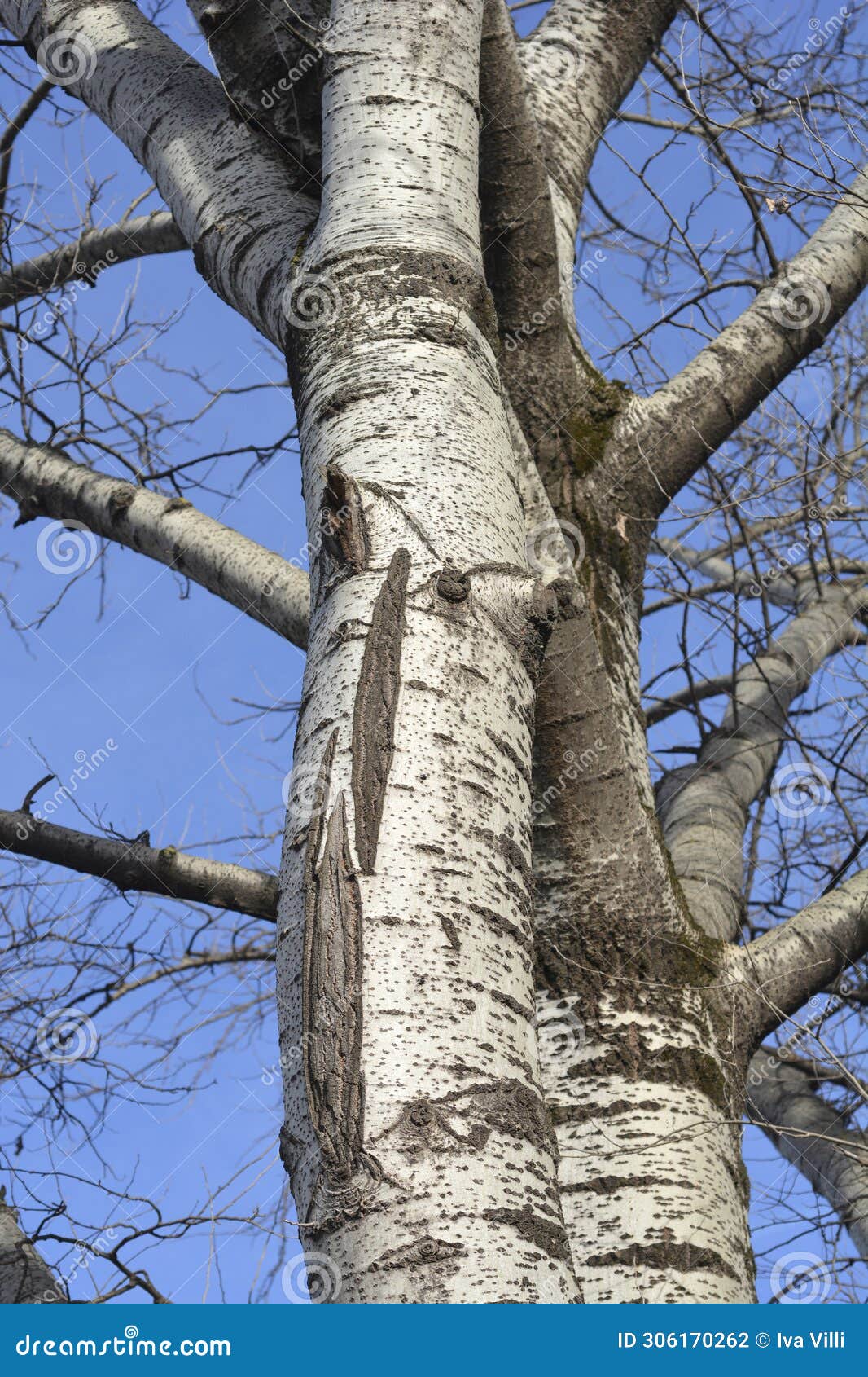 White poplar stock photo. Image of outdoors, botany - 306170262