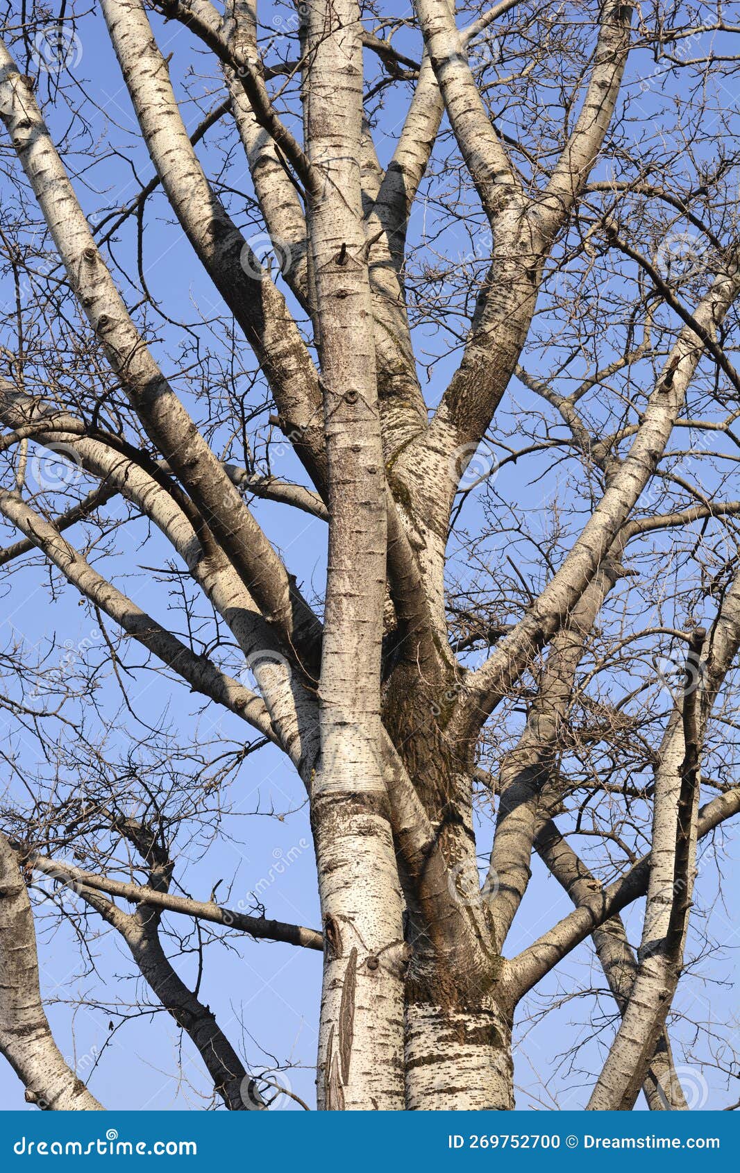 White poplar stock photo. Image of poplar, leaf, outdoors - 269752700