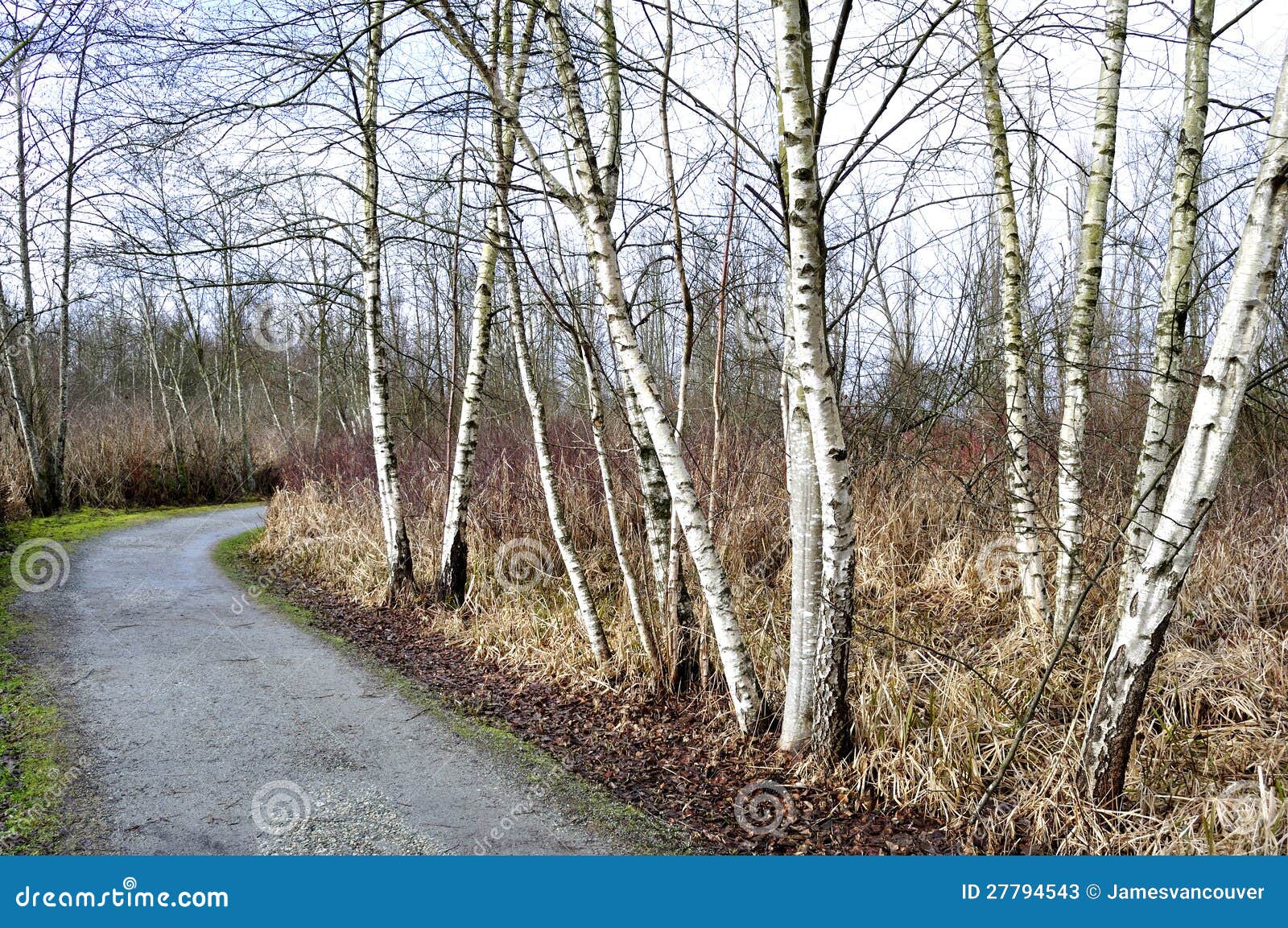 White Poplar Trees in the Winter Stock Image - Image of yellow, path ...