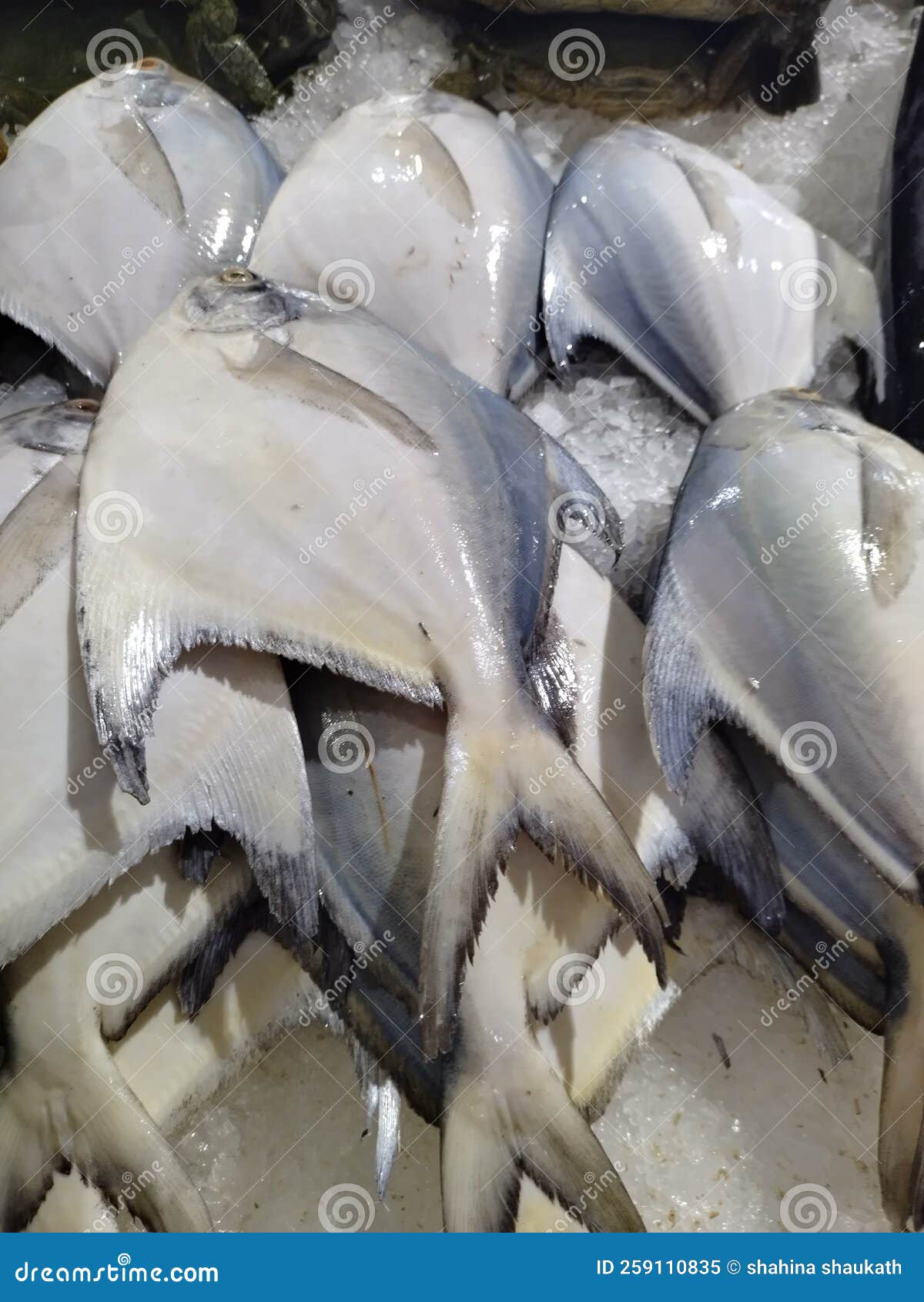 White pople stock image. Image of cuisine, organism - 259110835