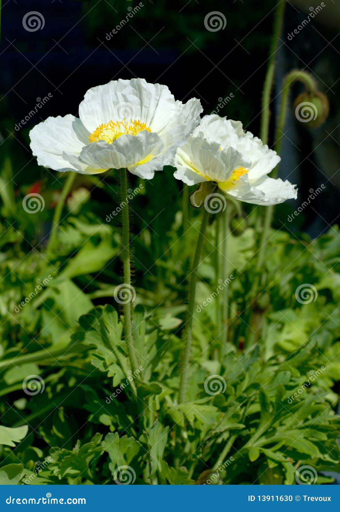 White poppies stock photo. Image of green, petal, uncultivated - 13911630