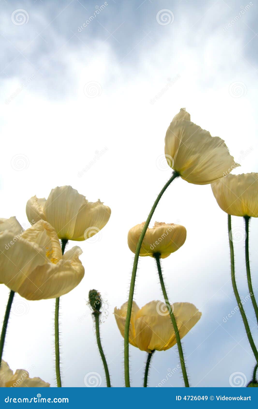 White poppies stock image. Image of beautiful, calm, landscaping - 4726049