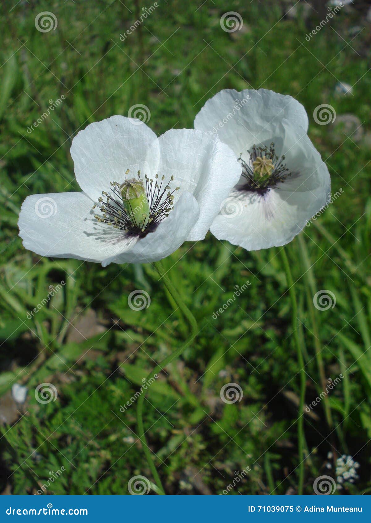White Poppies Flowers in the Sunlight Stock Image - Image of poppy ...