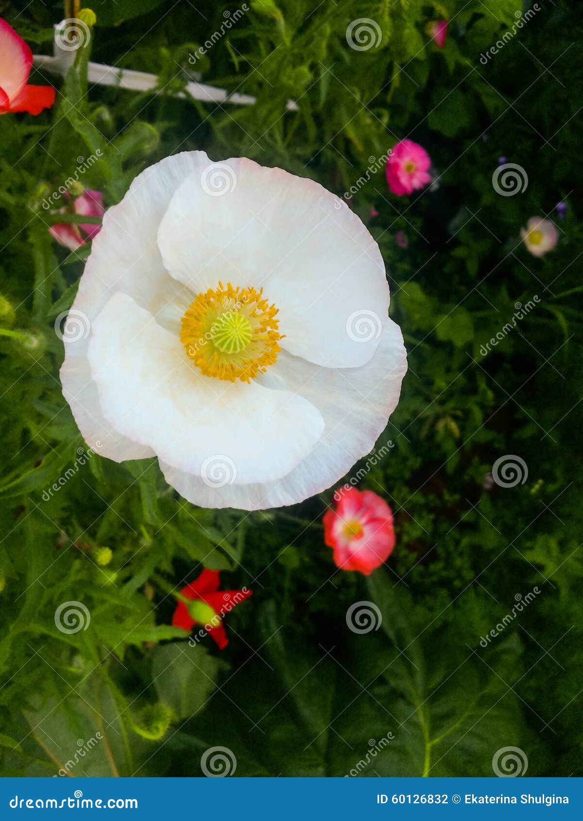 White poppies stock photo. Image of sheet, pink, herb - 60126832