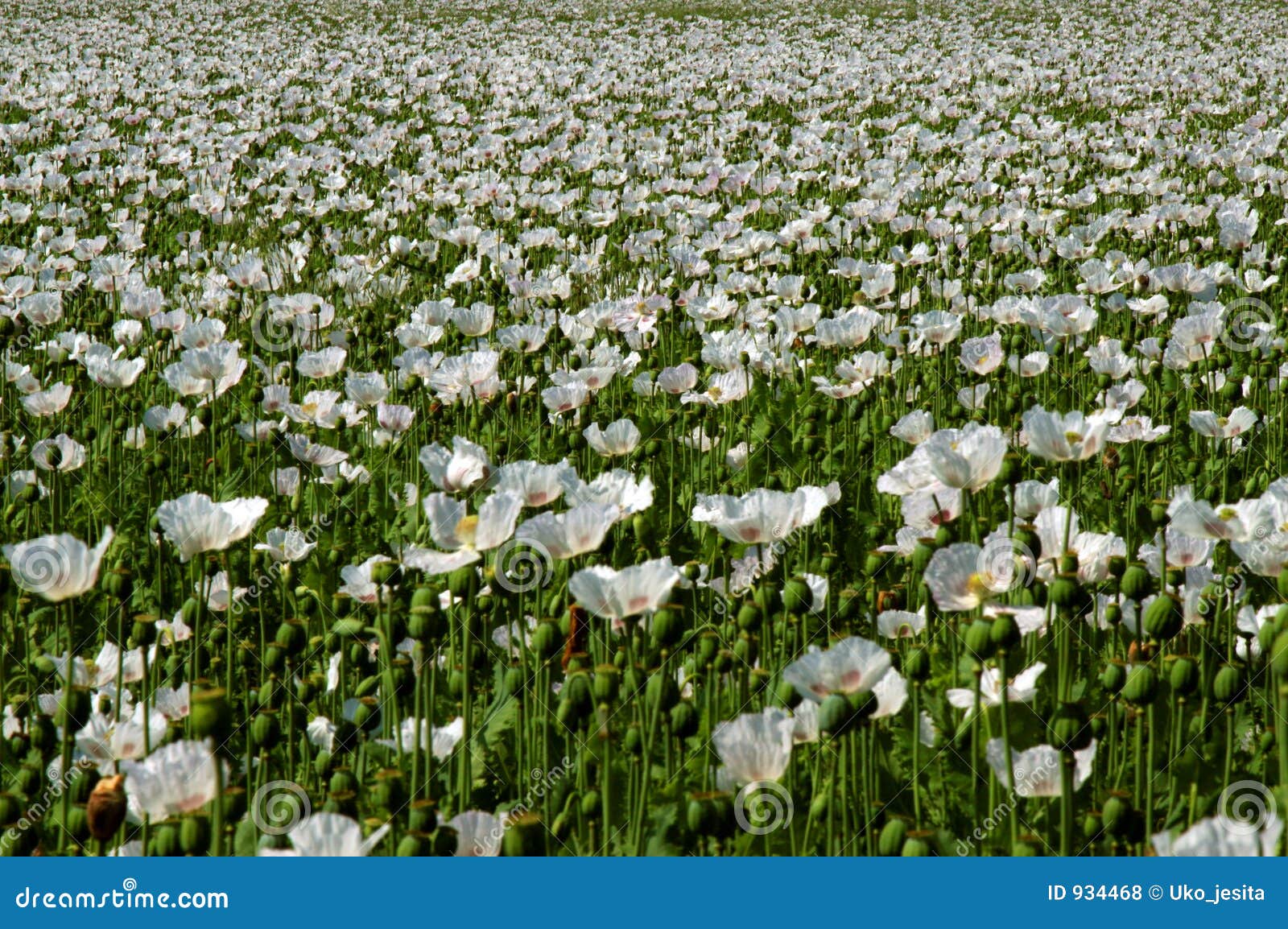 White poppy field stock photo. Image of garden, field, farm - 934468