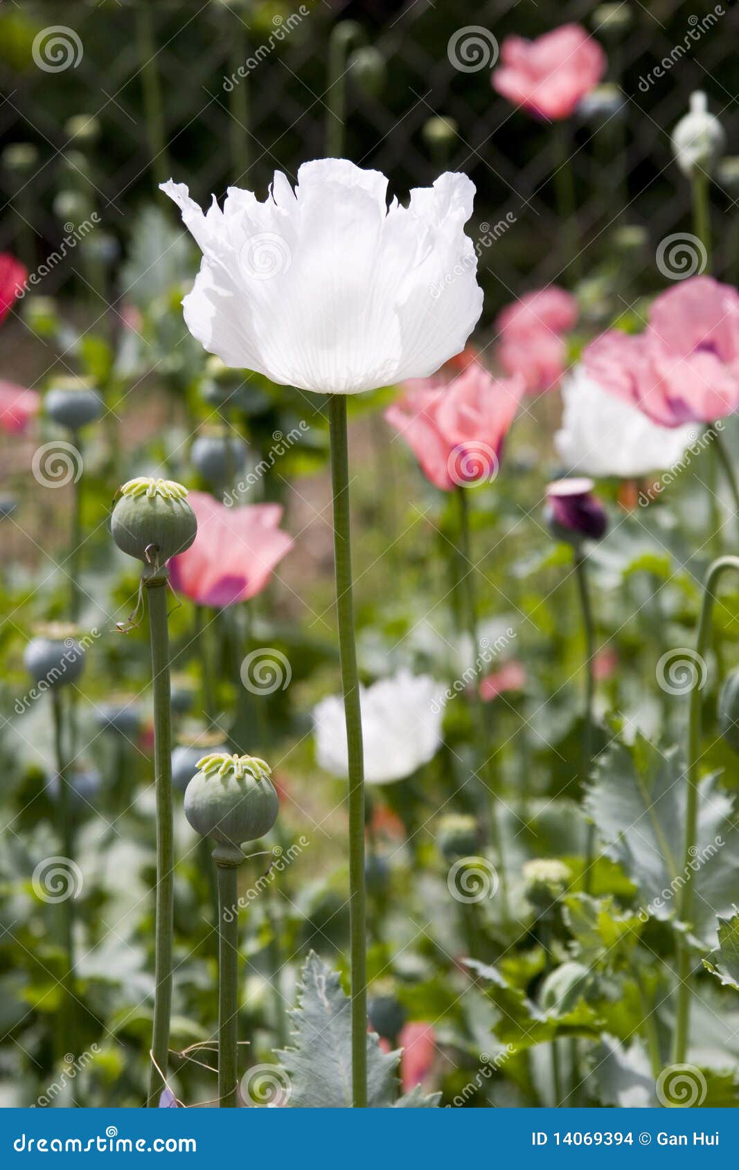 White poppy flower stock photo. Image of close, hairy - 14069394