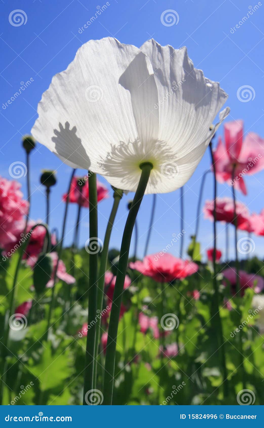 White poppy flower stock photo. Image of botanical, shadow - 15824996