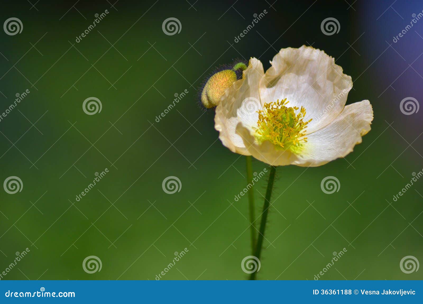 White Poppy Flower stock photo. Image of grassland, pasture - 36361188