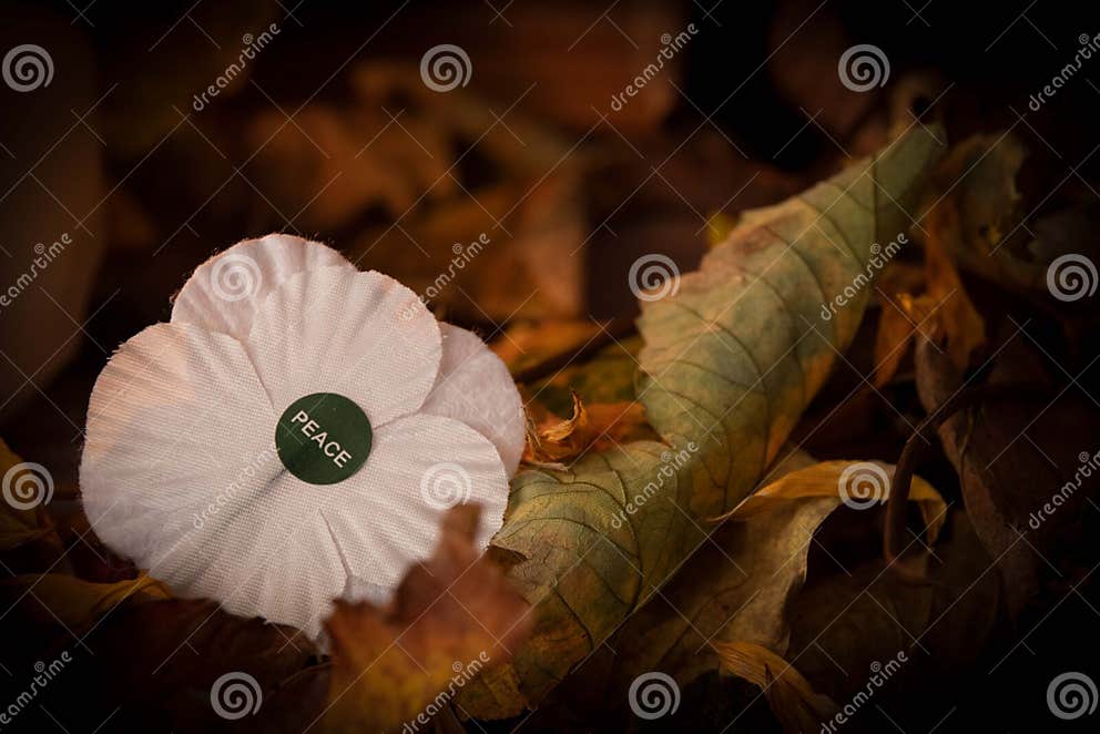 White Poppy Peace of Armistice Day Symbol of Peace Stock Photo - Image ...