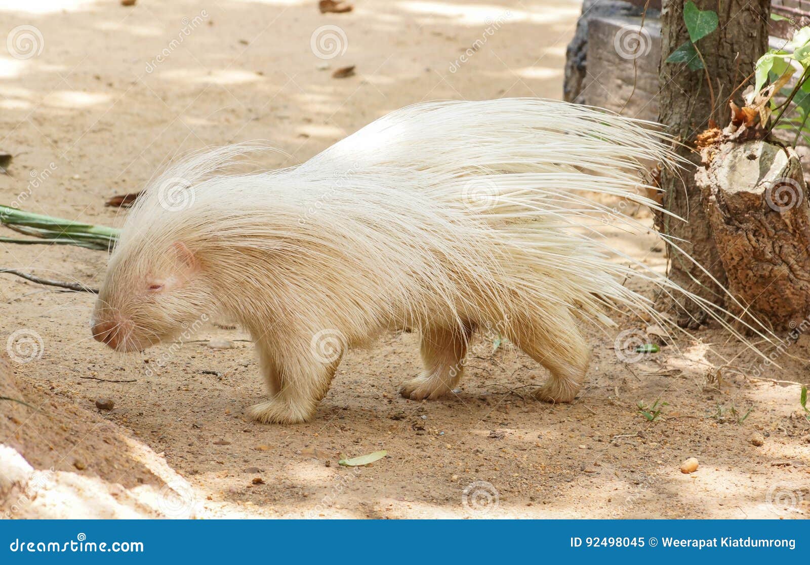 White porcupine stock image. Image of rodent, snout, animal - 92498045