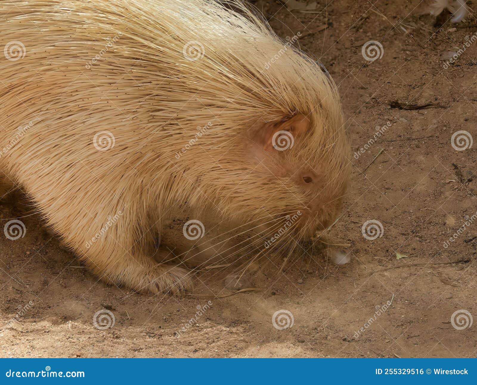 White Porcupine Walking on the Ground Stock Photo - Image of grey ...