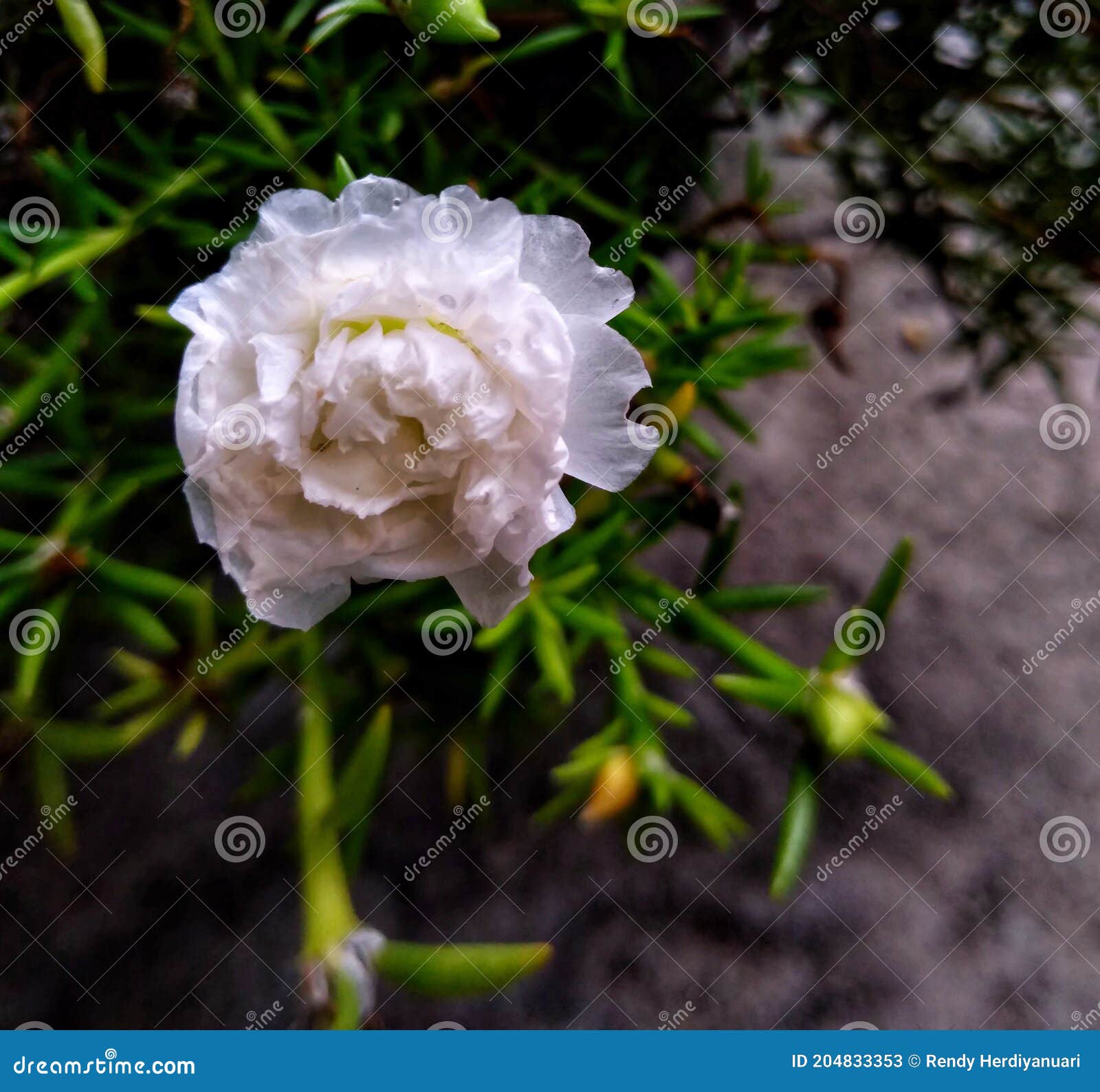 White portulaca in bloom stock image. Image of green - 204833353