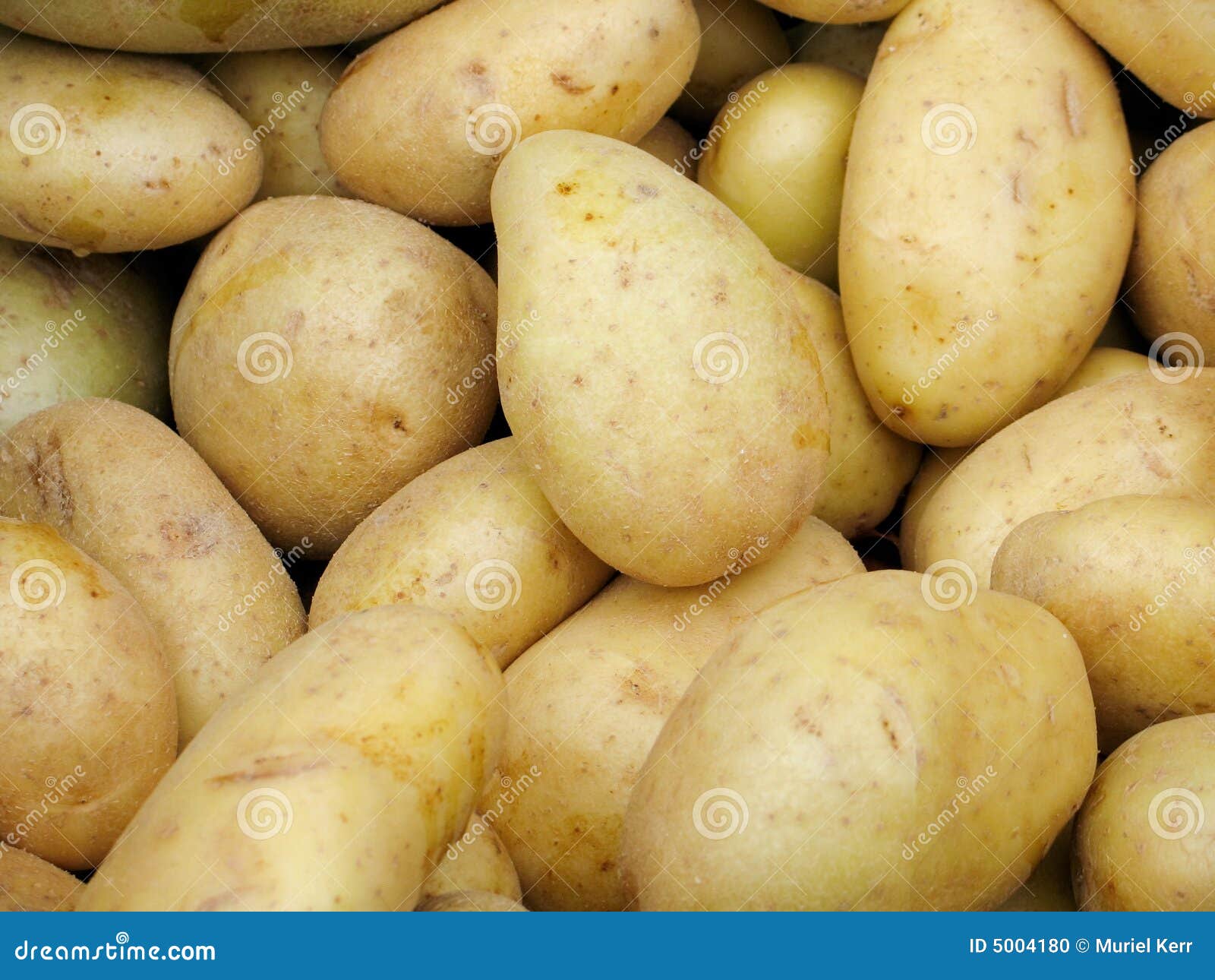 White potatoes stock photo. Image of meal, shop, crops - 5004180