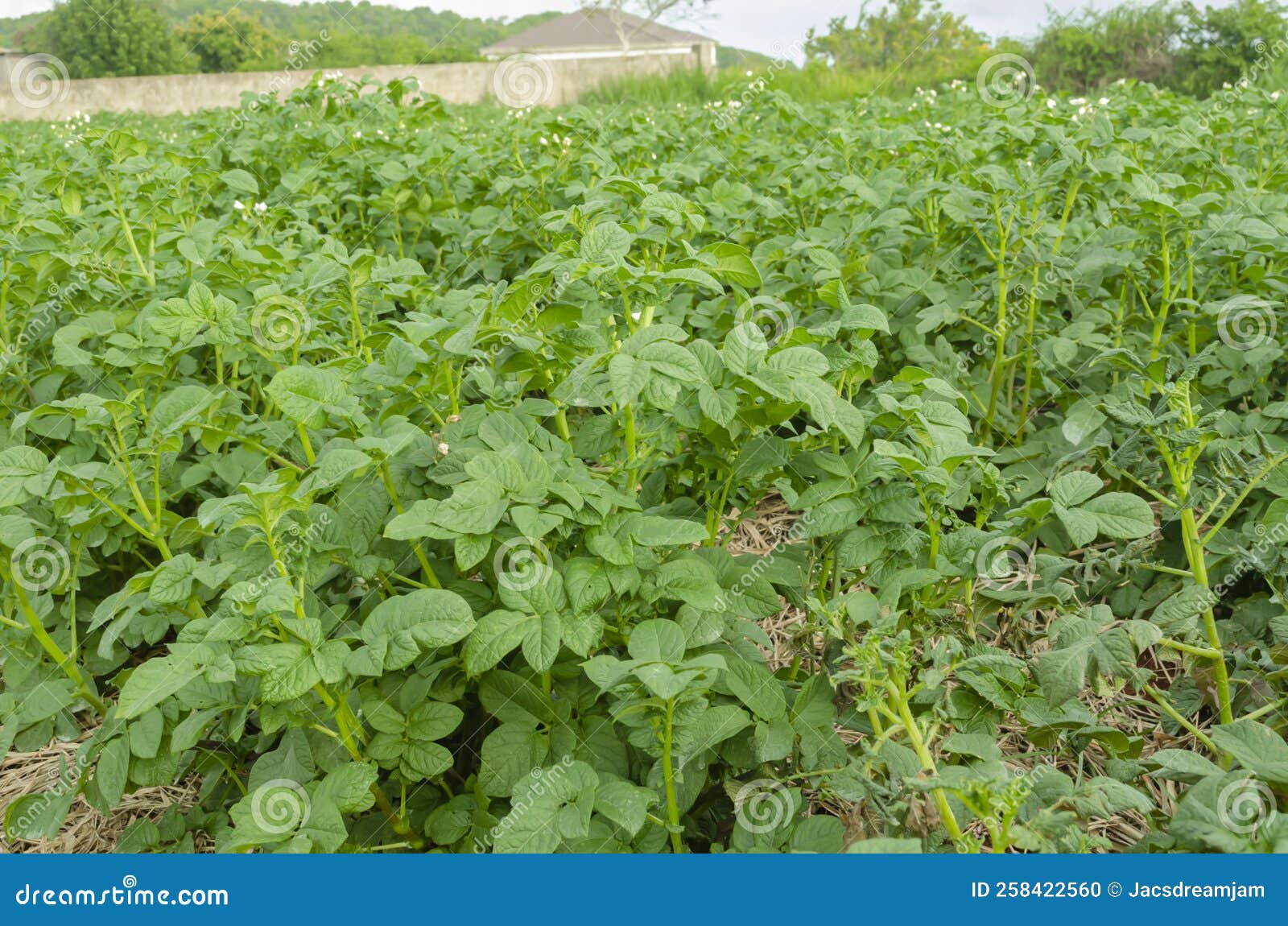 Growing Irish Potatoes stock photo. Image of eudicots - 258422560
