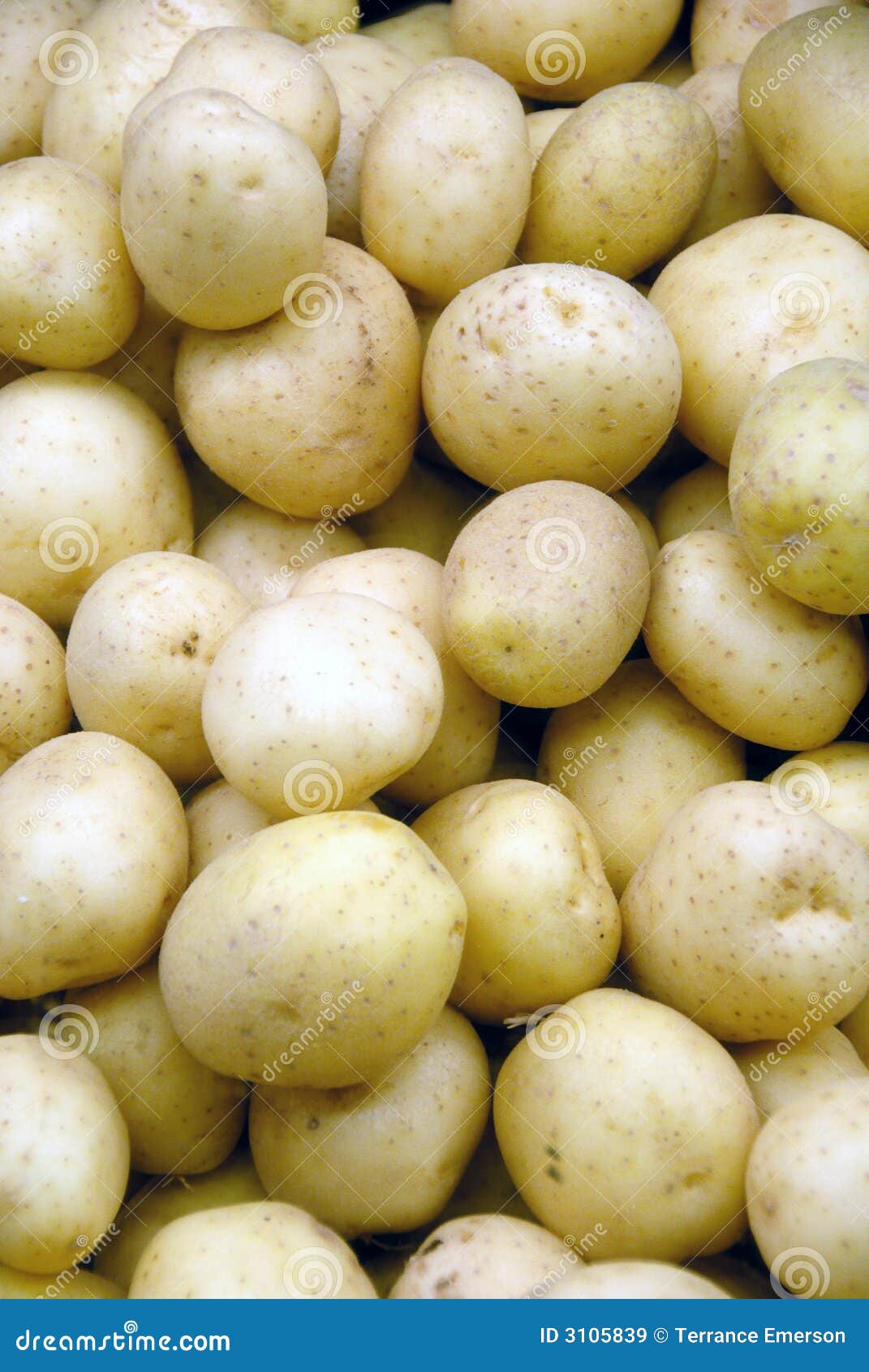 White Potatos stock image. Image of closeup, vegetables - 3105839