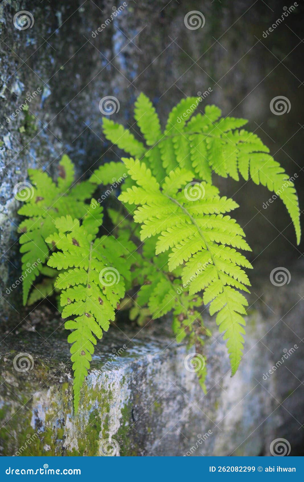 White Powder Flower Looks Cool and Charming Stock Image - Image of cool ...