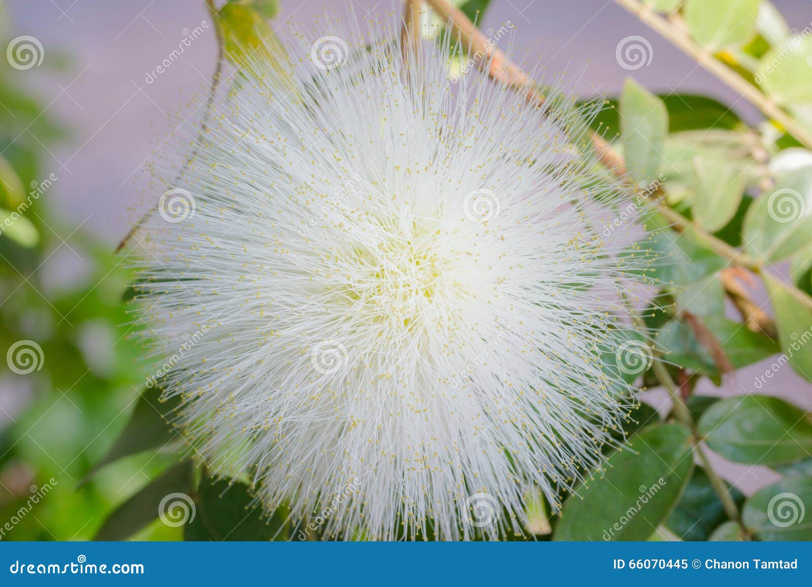White Powder Puff, Calliandra Haematocephala. Stock Image - Image of ...