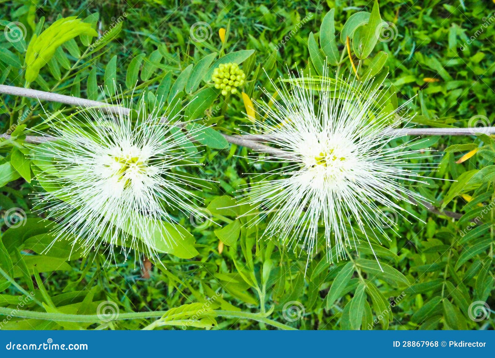 White powderpuff stock photo. Image of spotted, flower - 28867968