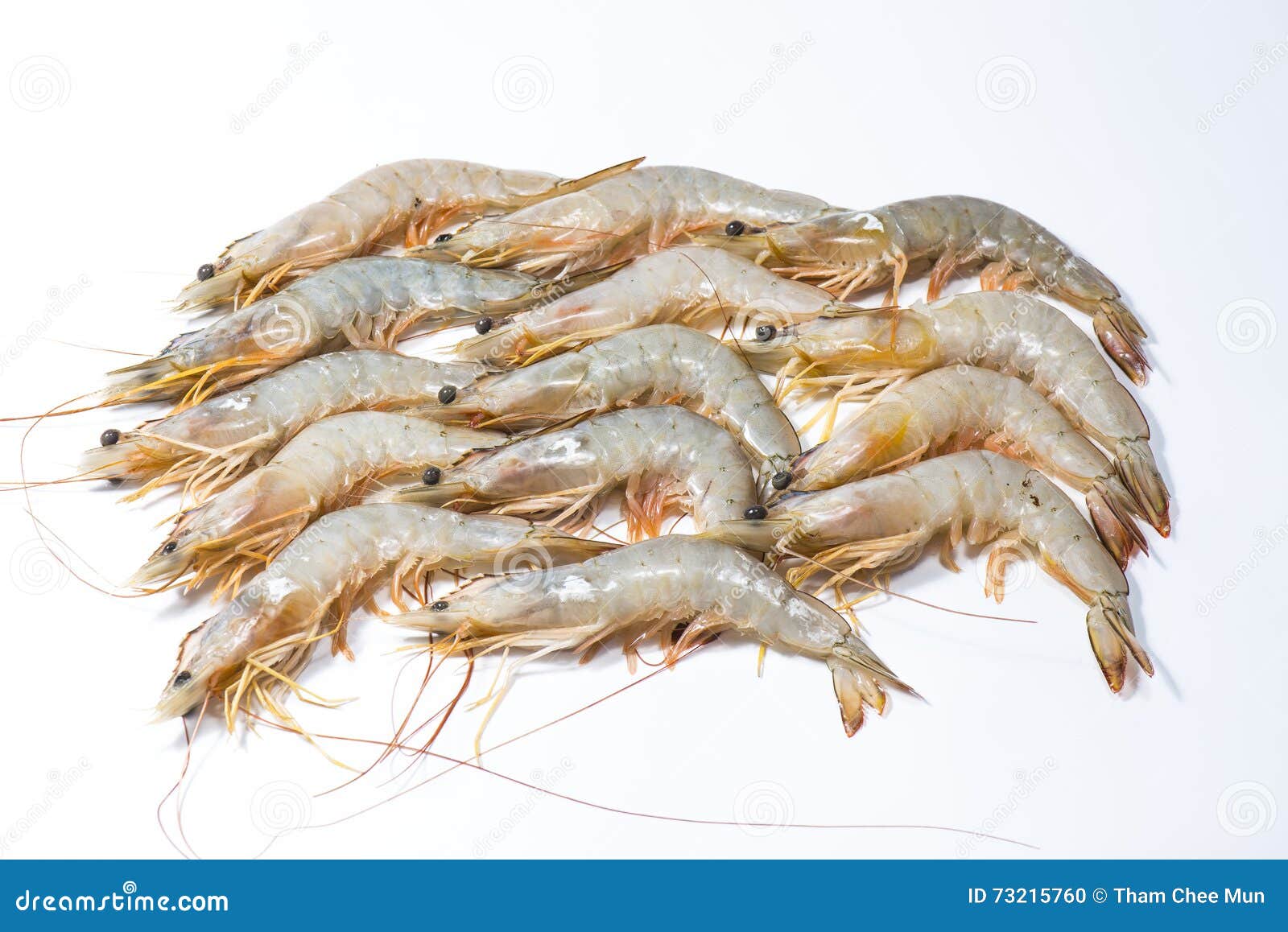 White Prawn stock photo. Image of black, crowed, eating - 73215760