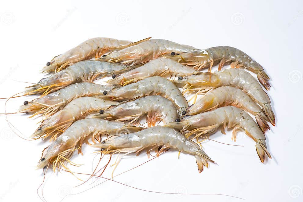 White Prawn stock photo. Image of black, crowed, eating - 73215760