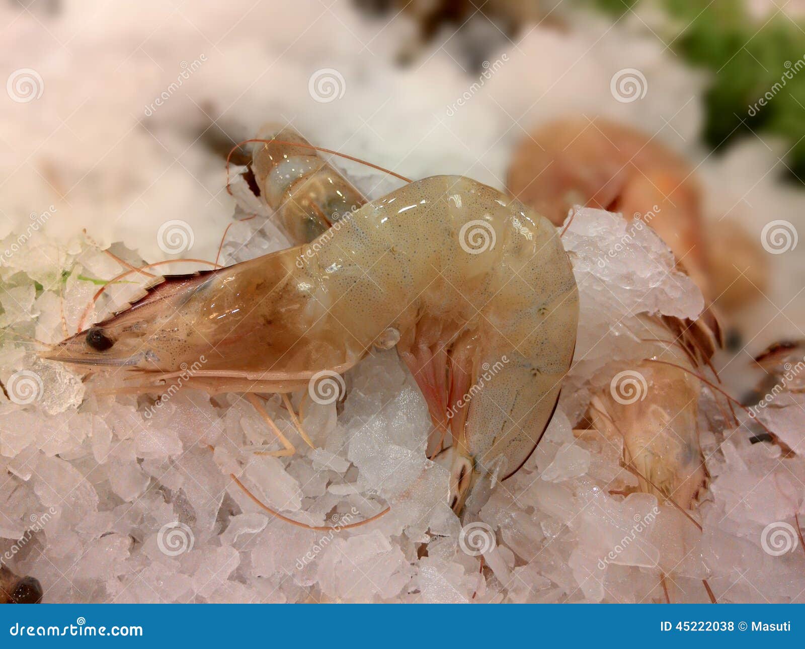 White Prawn stock photo. Image of shell, starter, food - 45222038