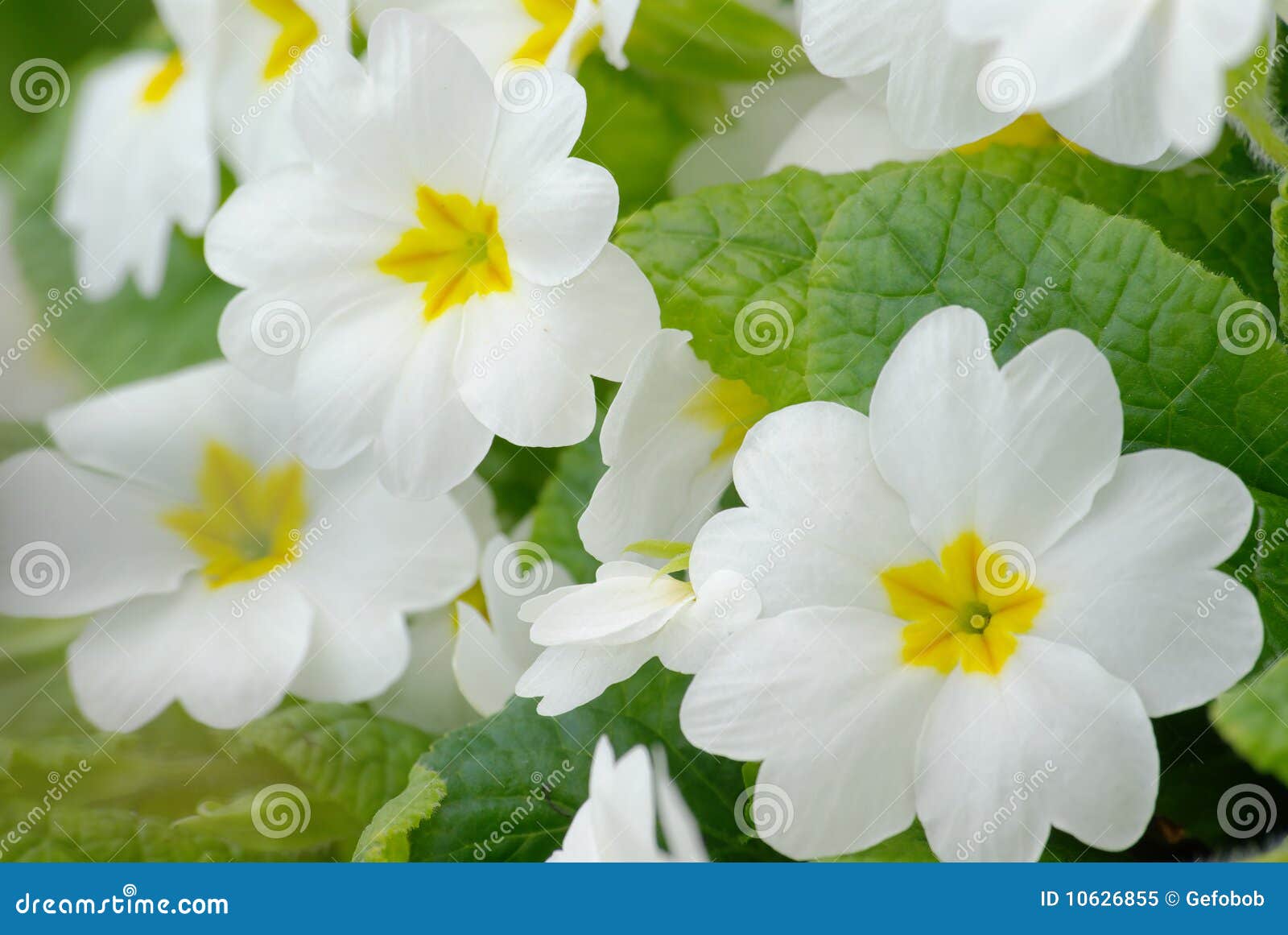 White primrose 2 stock image. Image of season, stamen - 10626855